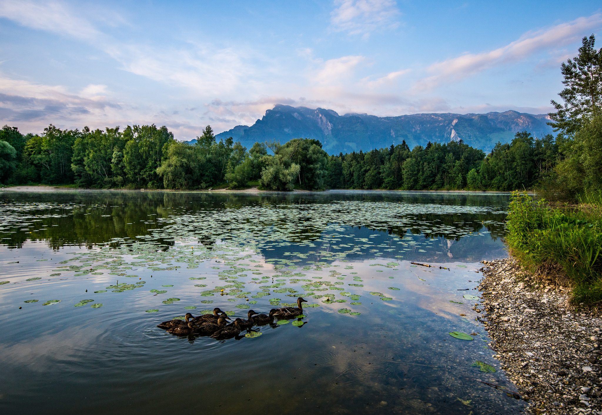 Morgenstimmung am Autobahnsee in Wals - Flachgau