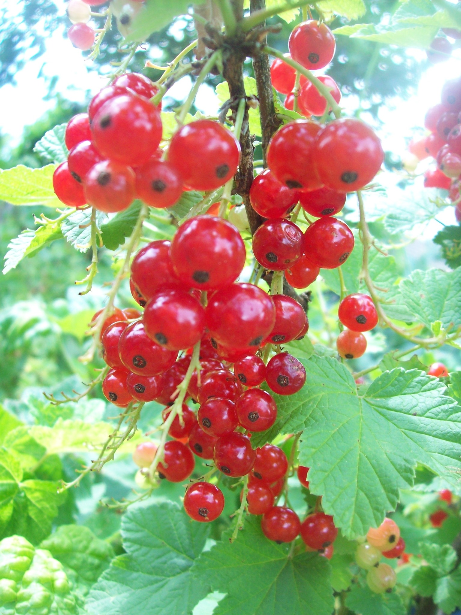 Die Ribisel werden reif - St. Veit