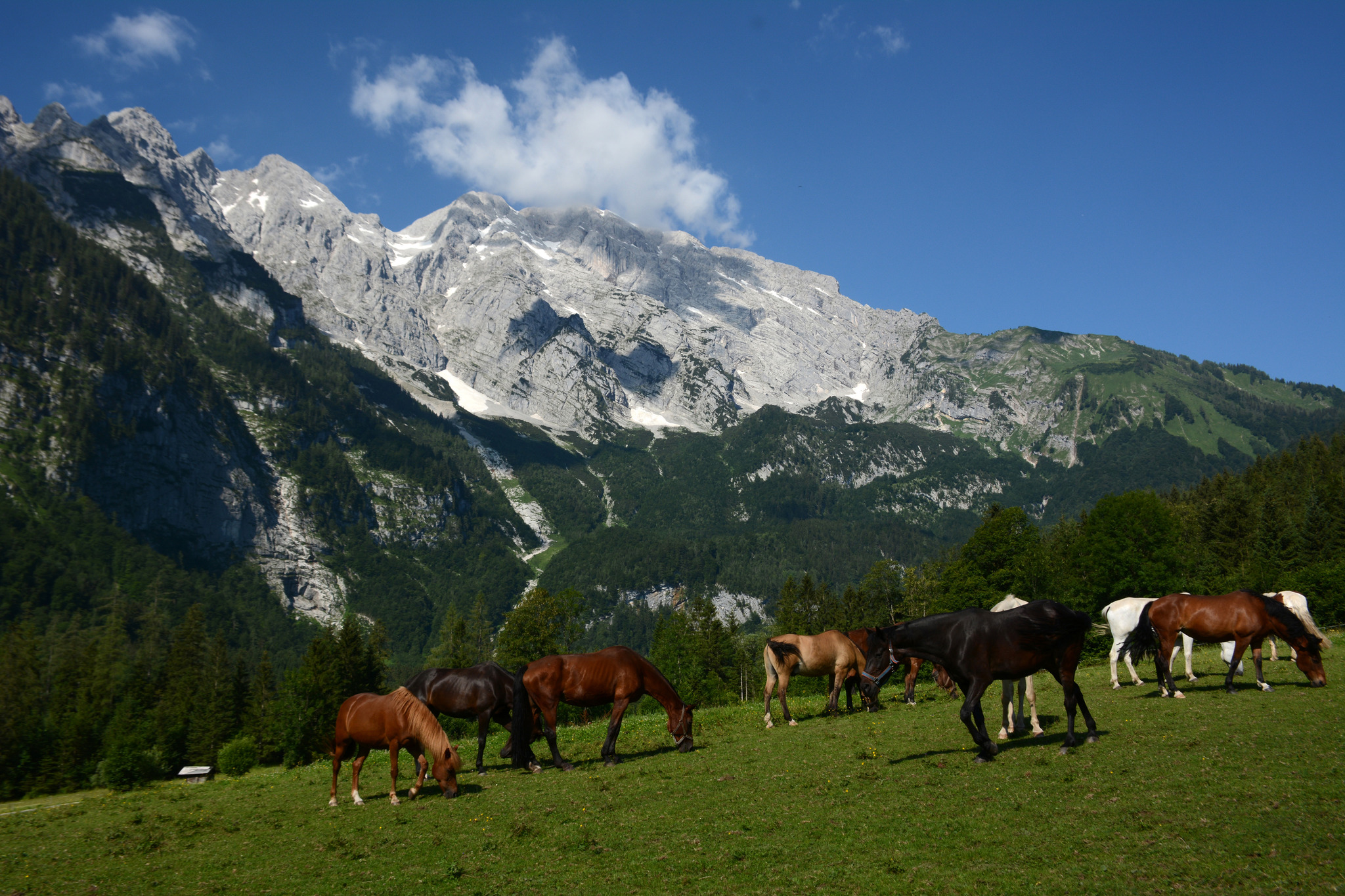 Pferdekoppel mit schöner Aussicht (Kuchl) - Tennengau