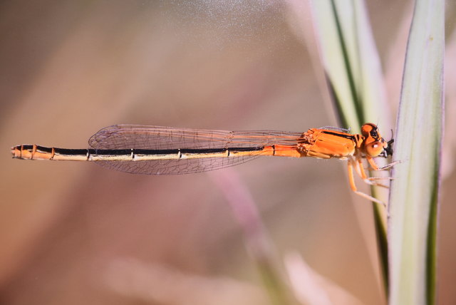 Bilal Usman besucht großartige Libellen-Ausstellung des Machlandes - Perg