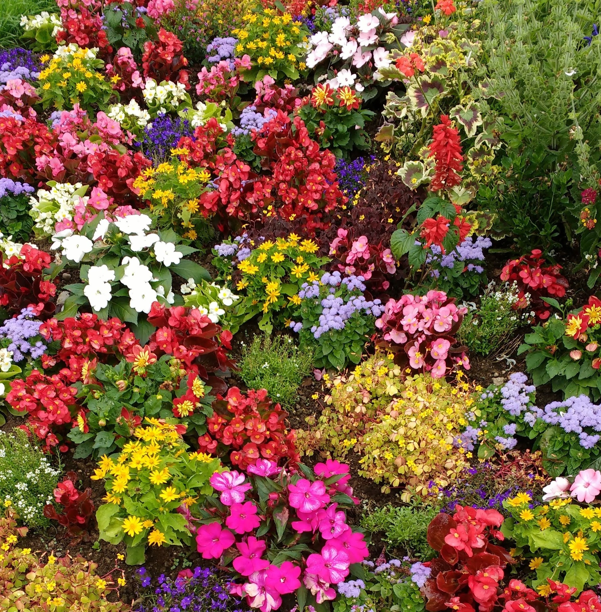 Bunter Blumenteppich - Tennengau