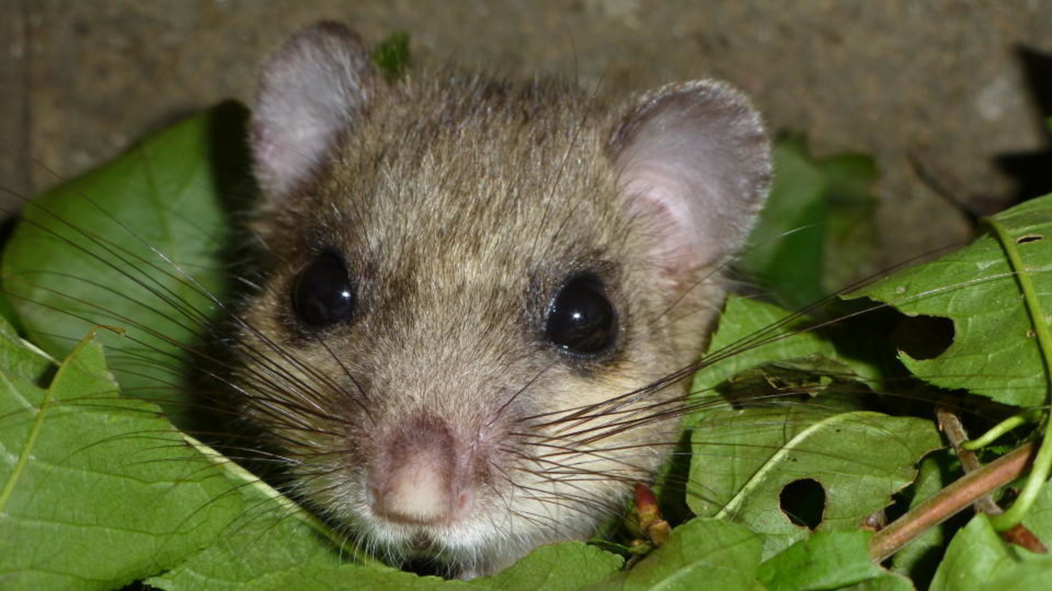 Zum heutigen Siebenschläfertag: laute Nagetiere, die Dir den Schlaf ...