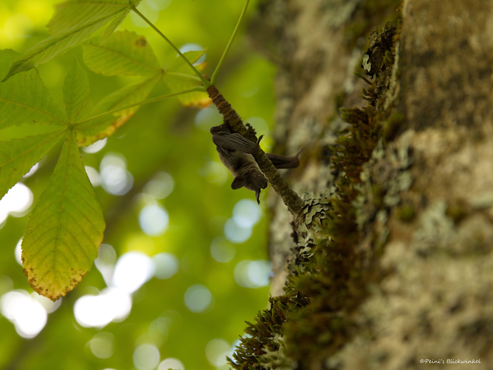 Fledermausbaby - Spittal