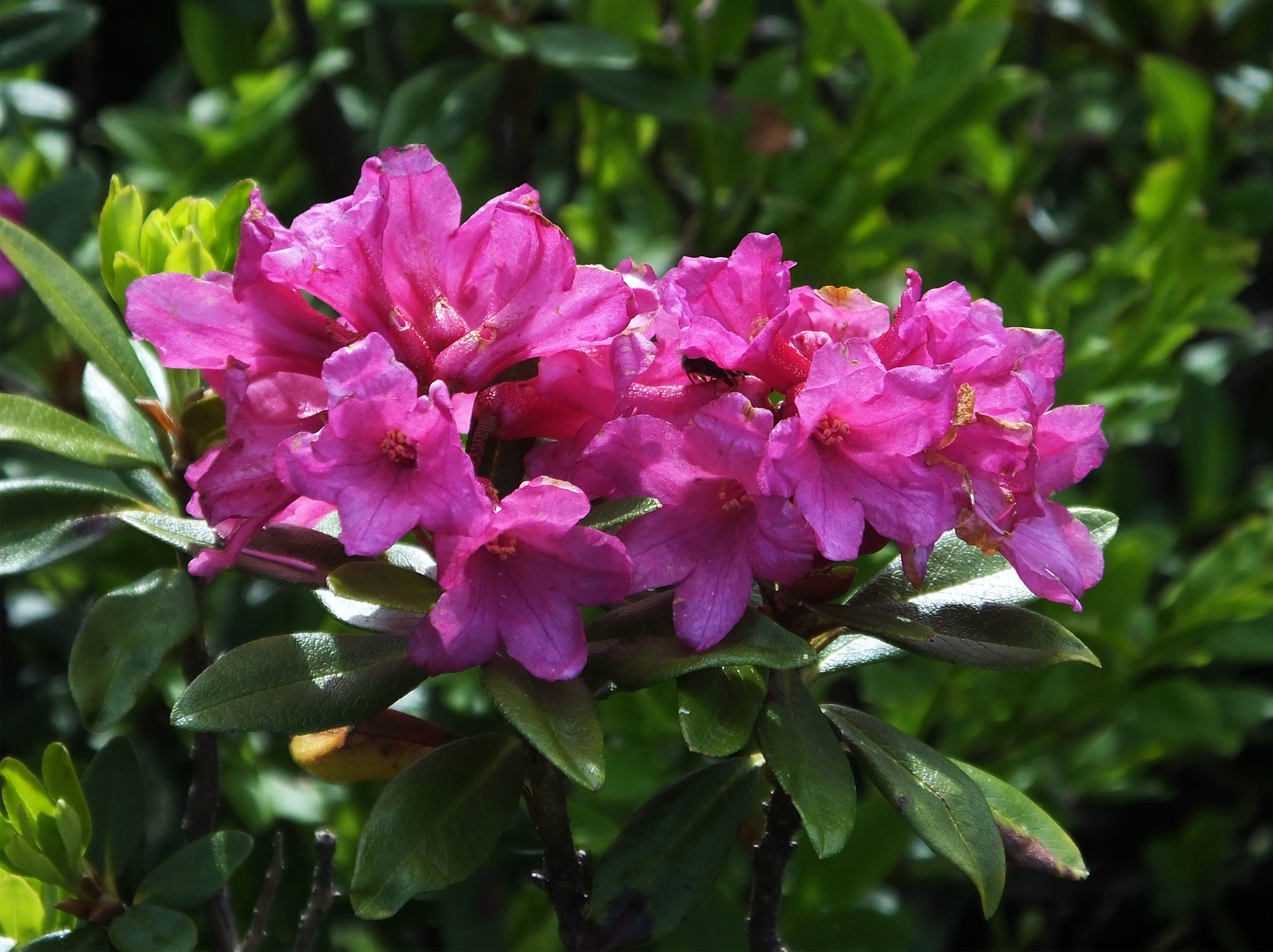 Rostblättrige Alpenrose - Tennengau