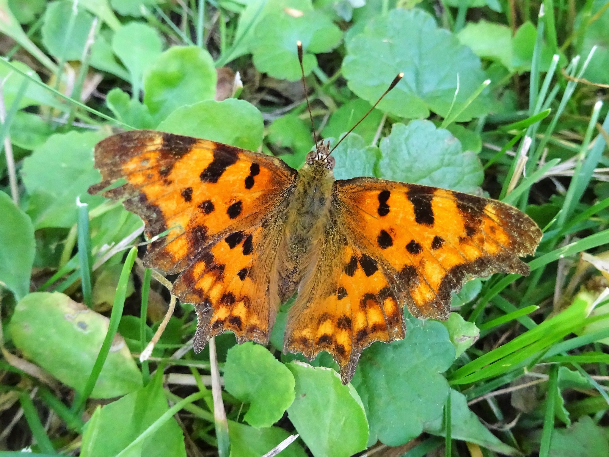 C-FALTER ( Polygonia c-album )..... - Eisenstadt