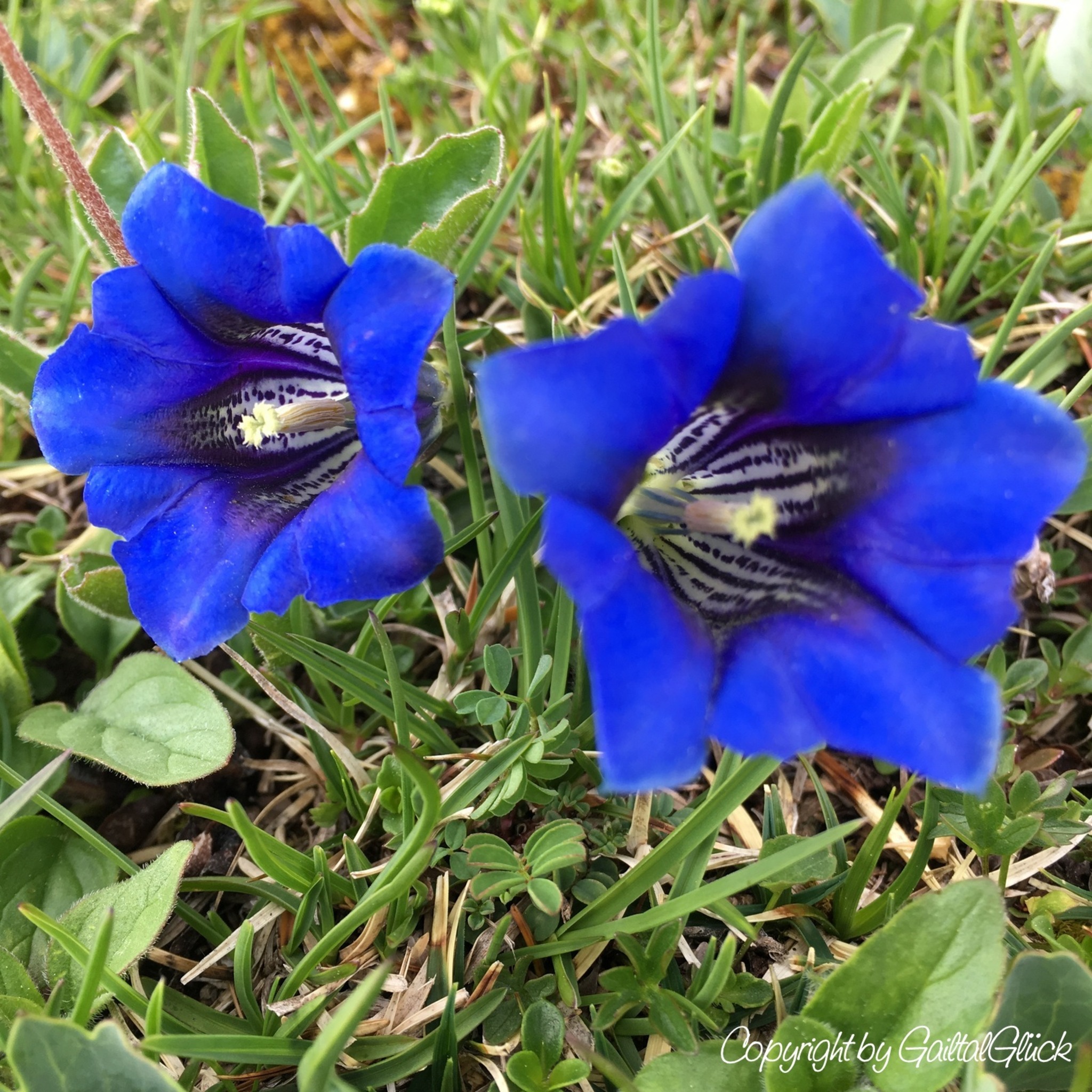 Blauer Enzian - Gailtal