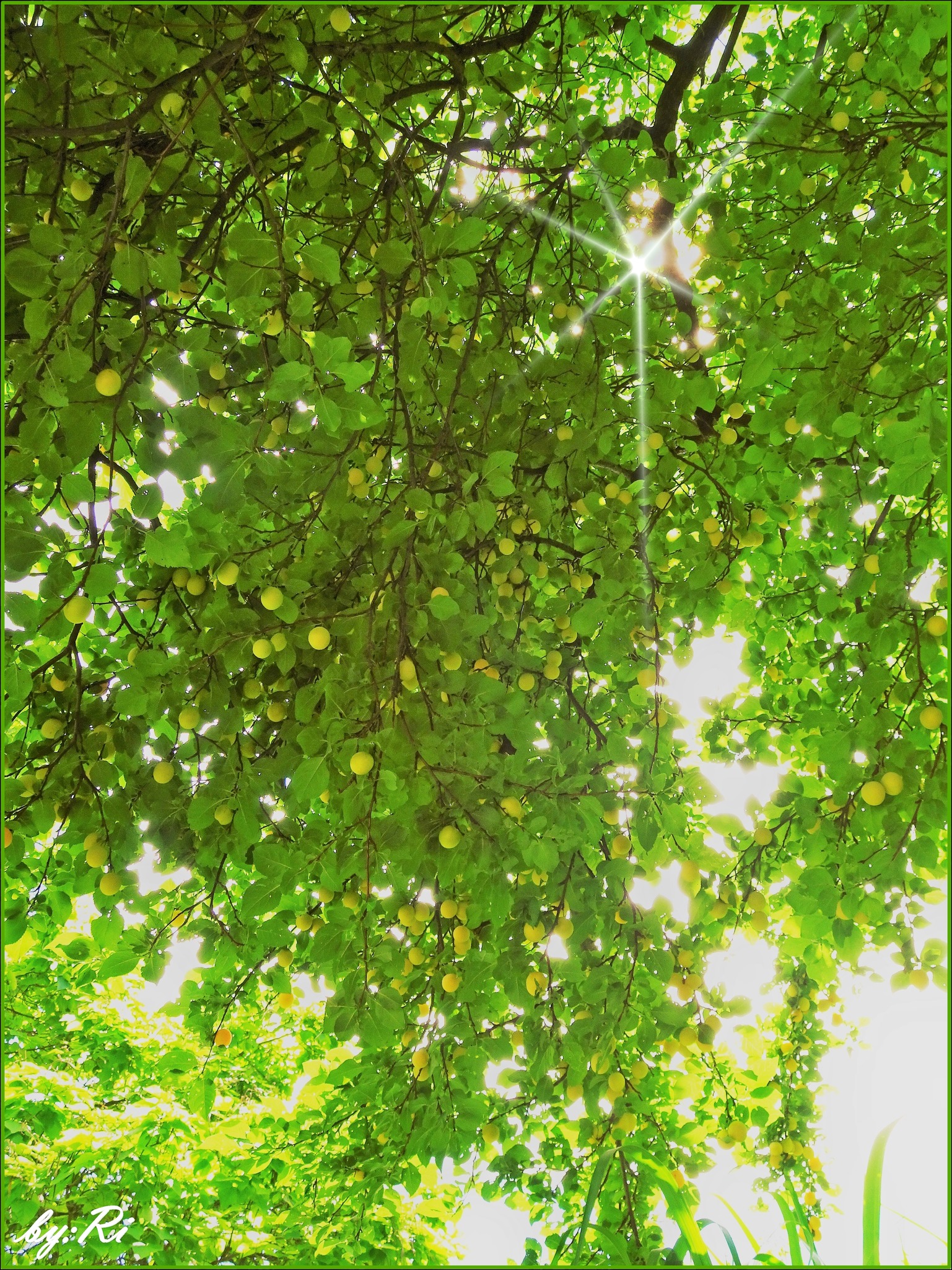 Moments and Thoughts - Untern Kriecherlbaum - Prunus domestica - Döbling