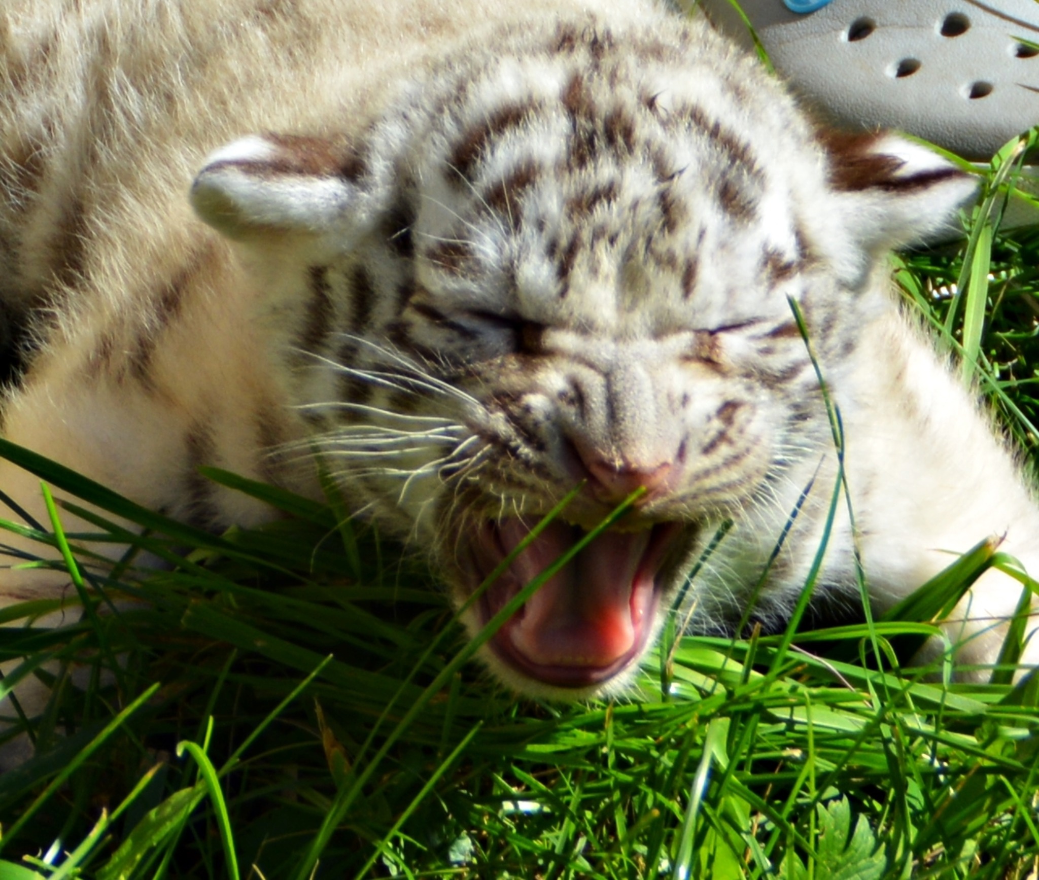 Drei Tigerbabys im weißen Zoo Kernhof - Lilienfeld
