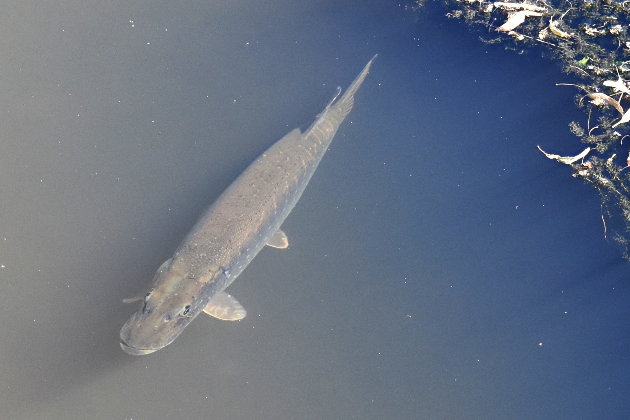 Hallo Herr Hecht - Horn