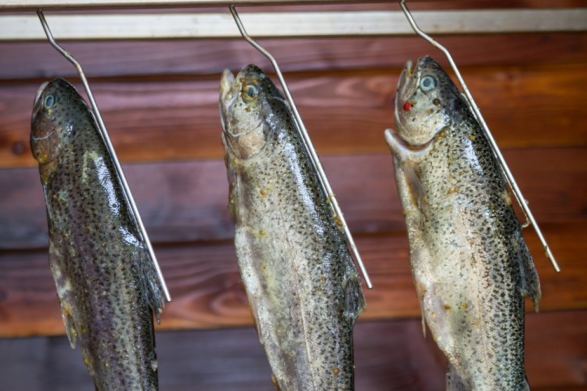 Frischer Fisch aus dem Almenland - Weiz
