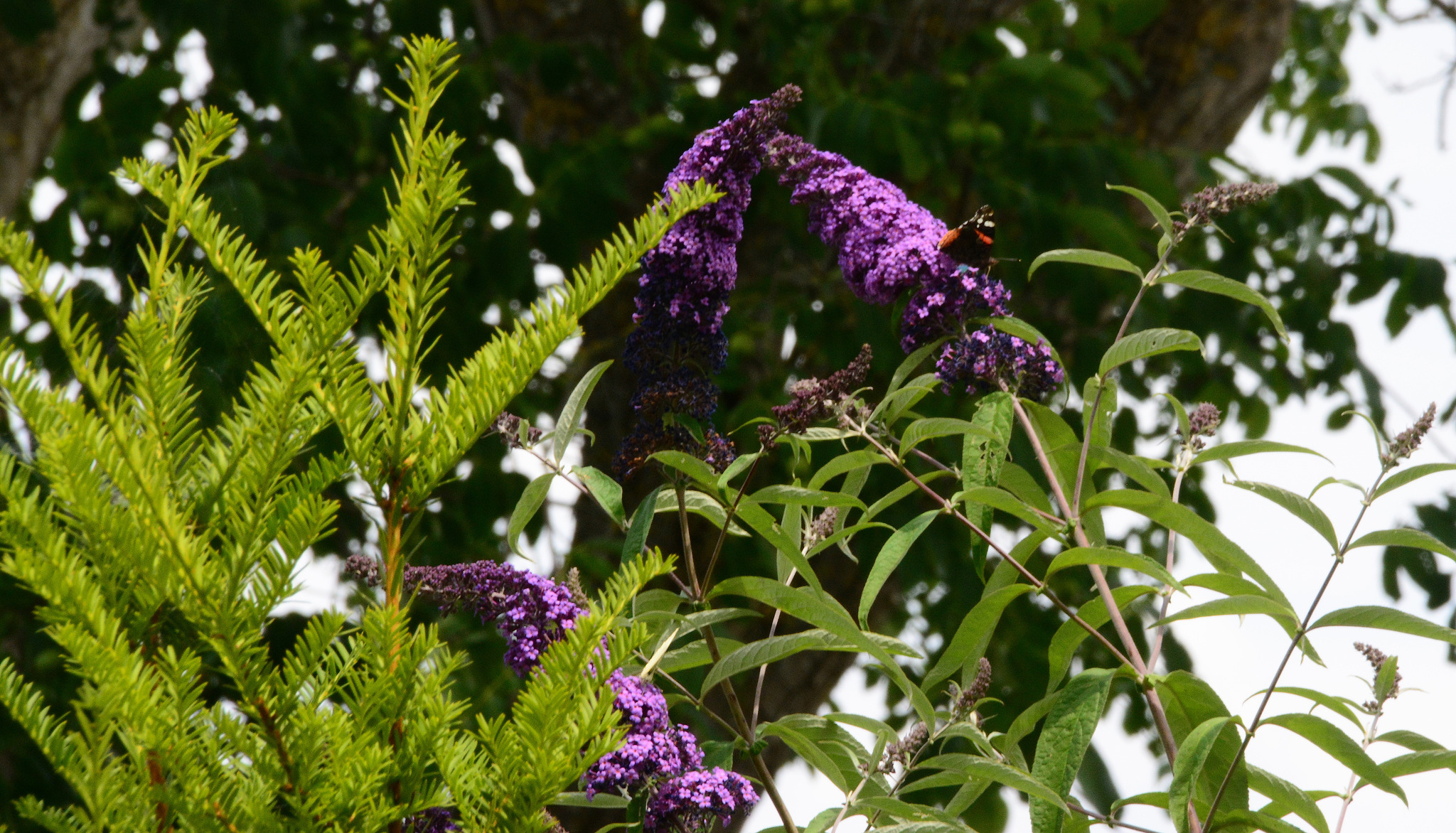 Mirabellenbaum, Sommerflieder, Klette Blatt - Rohrbach