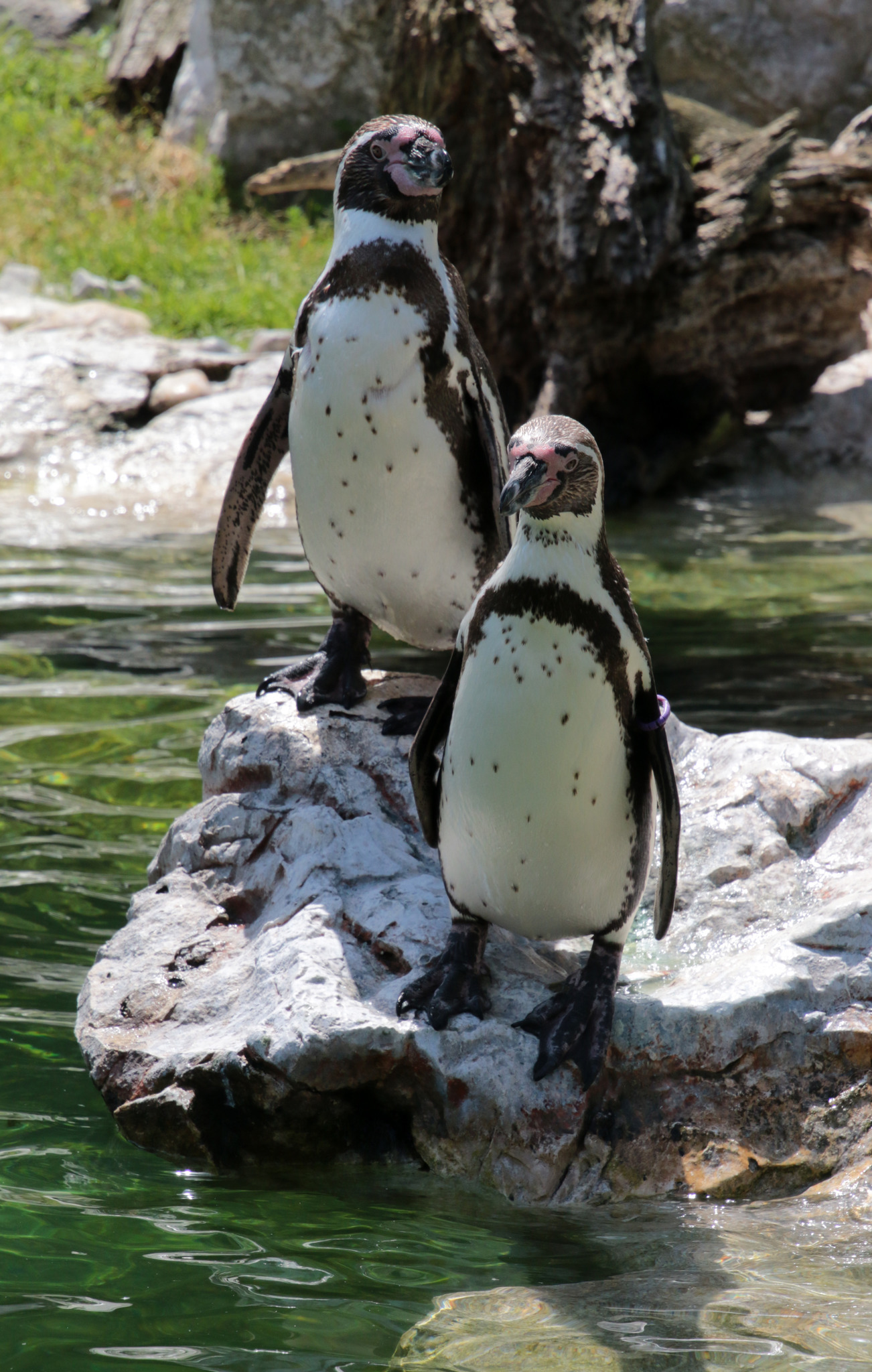 Es steht ein Soldat am Wolgastrand? - Rudolfsheim-Fünfhaus