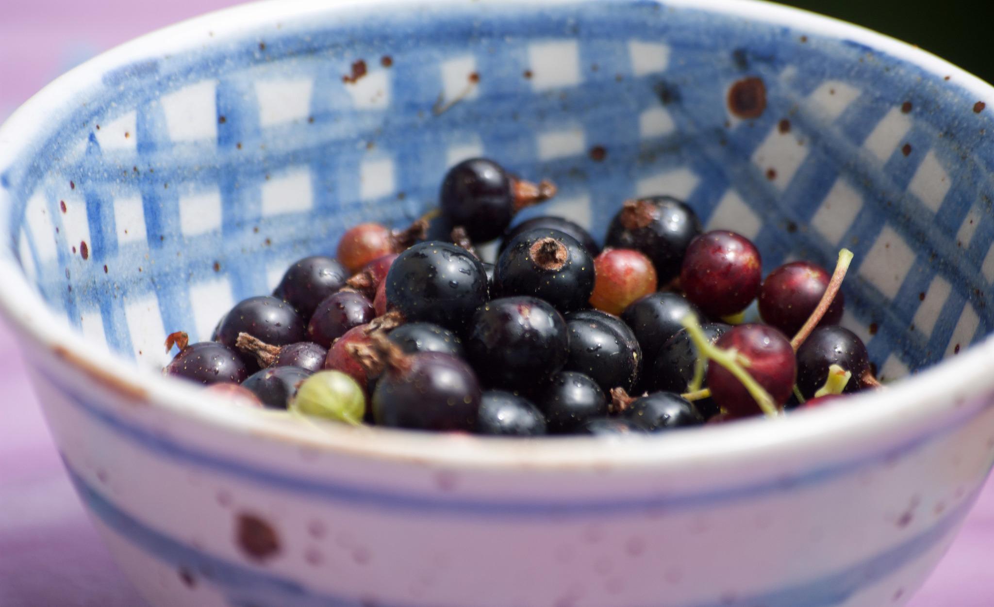 Ein paar frisch gepflückte schwarze Ribisel - Flachgau