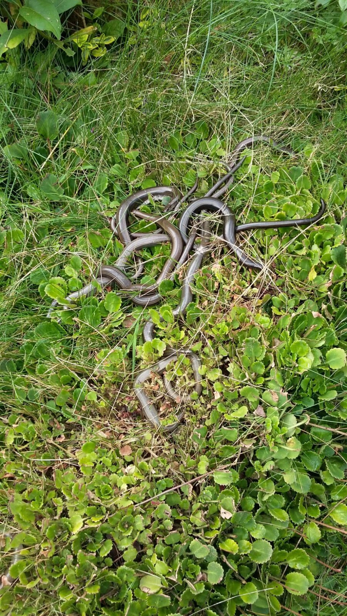 Blindschleichengewusel in Nasswald - Neunkirchen