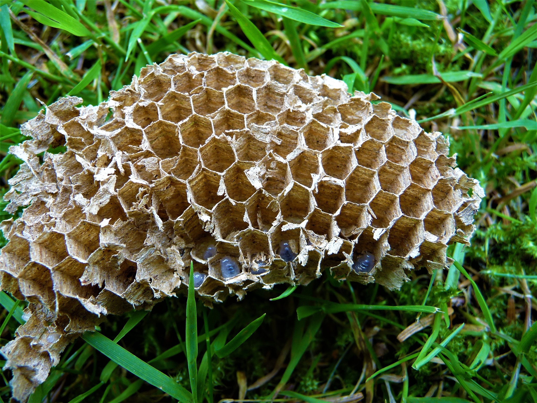 Bienenwabe - Kufstein