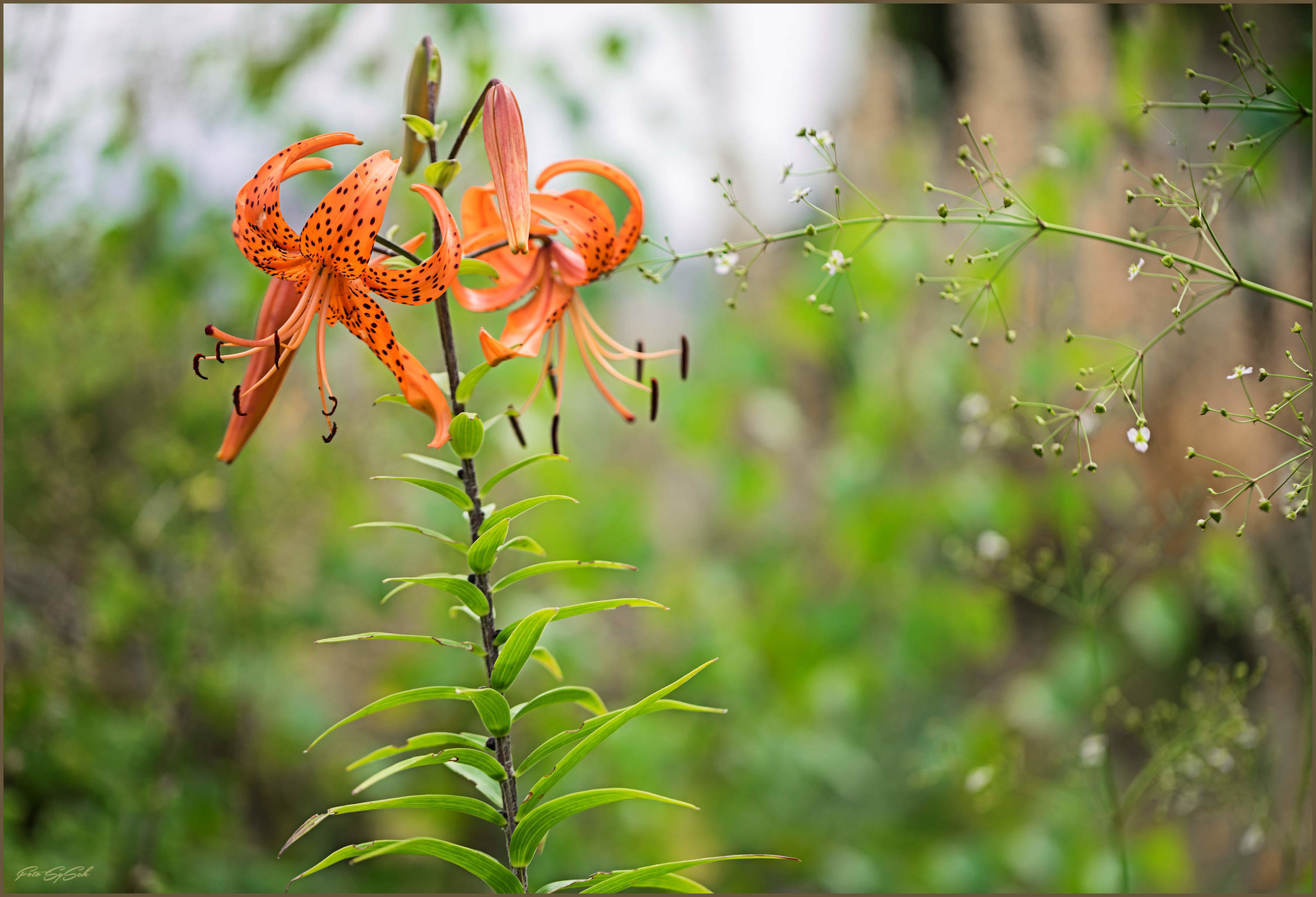 Die hat aber viele Sommersprossen :-) - Favoriten