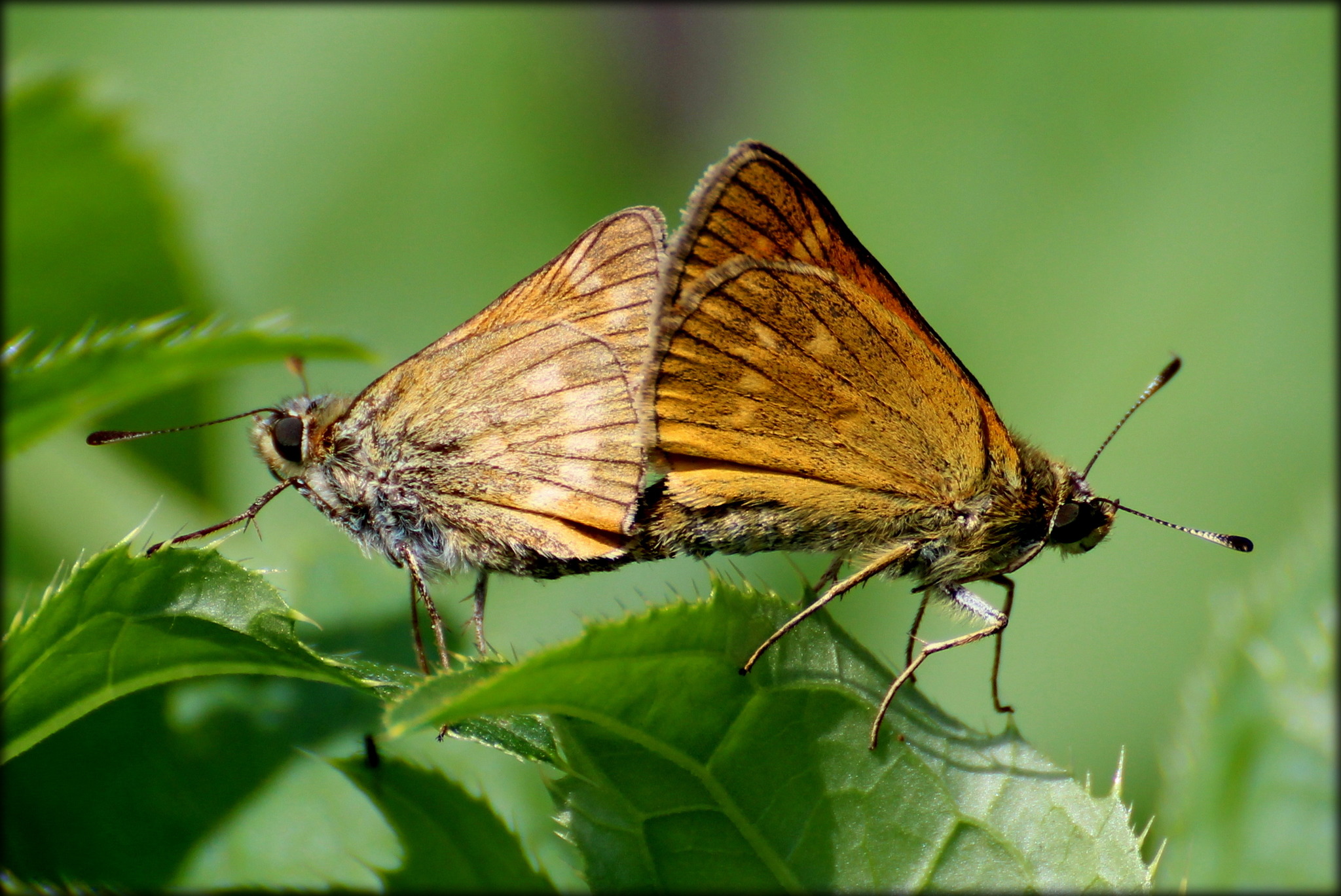* Dickkopf - Liebelei * - Salzburg-Stadt