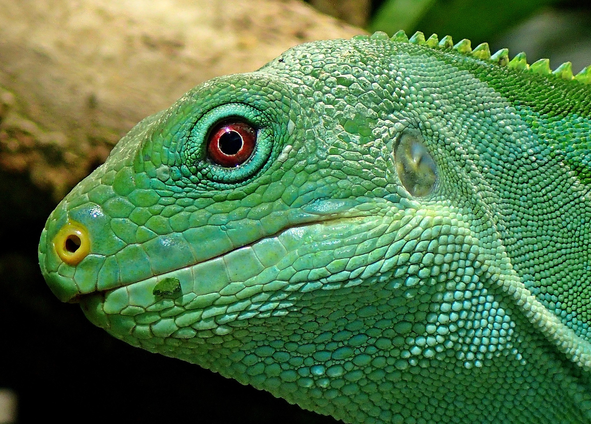 Ein herrlich bunter Geselle :) - Krems