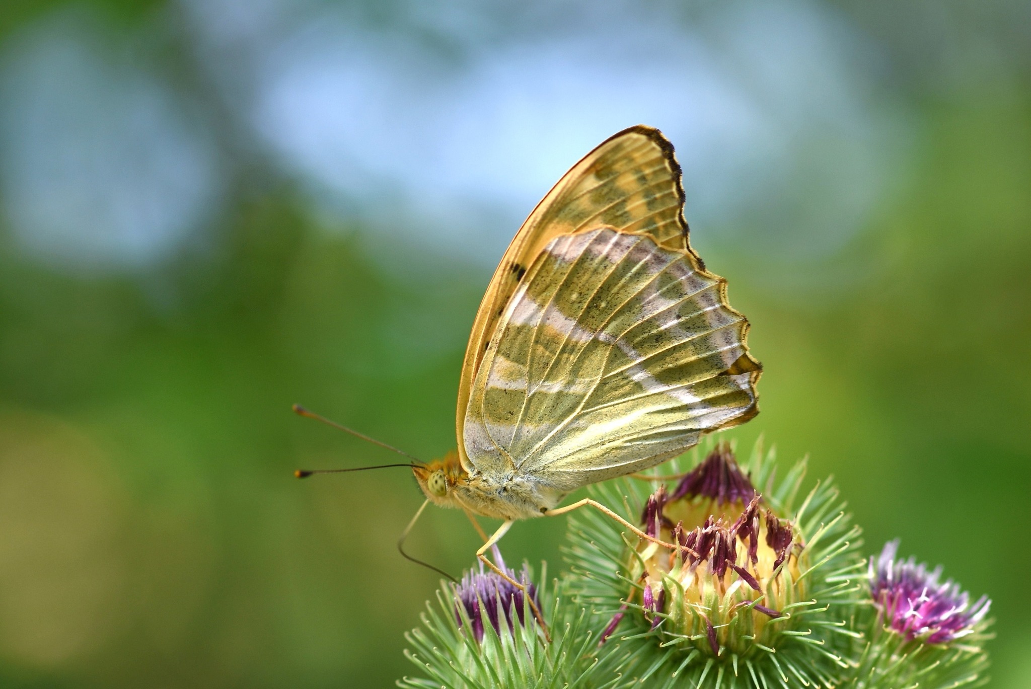 Kaisermantel - Argynnis paphia - Sp 65-80 mm - Donaustadt