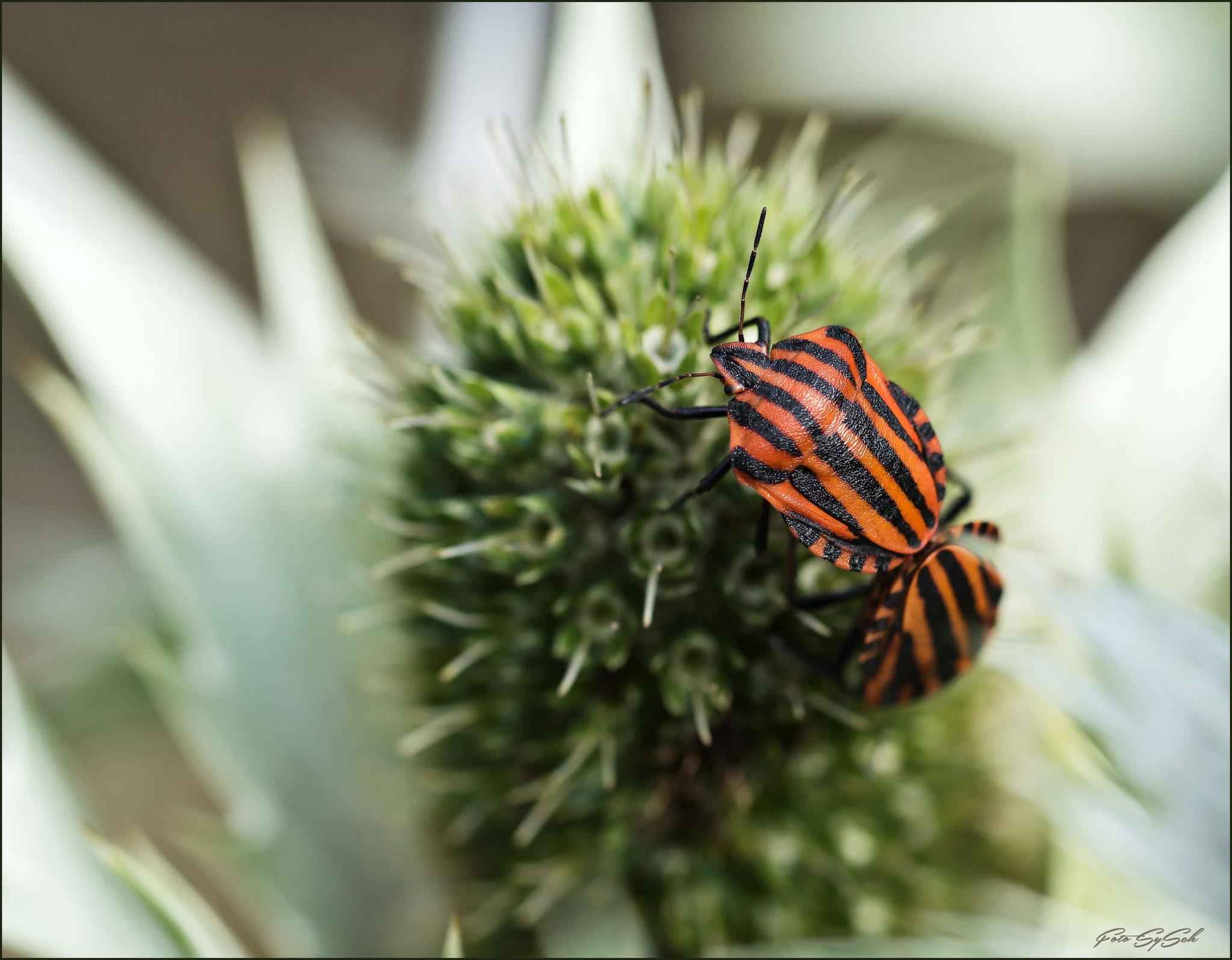 Fakire in Love - Favoriten