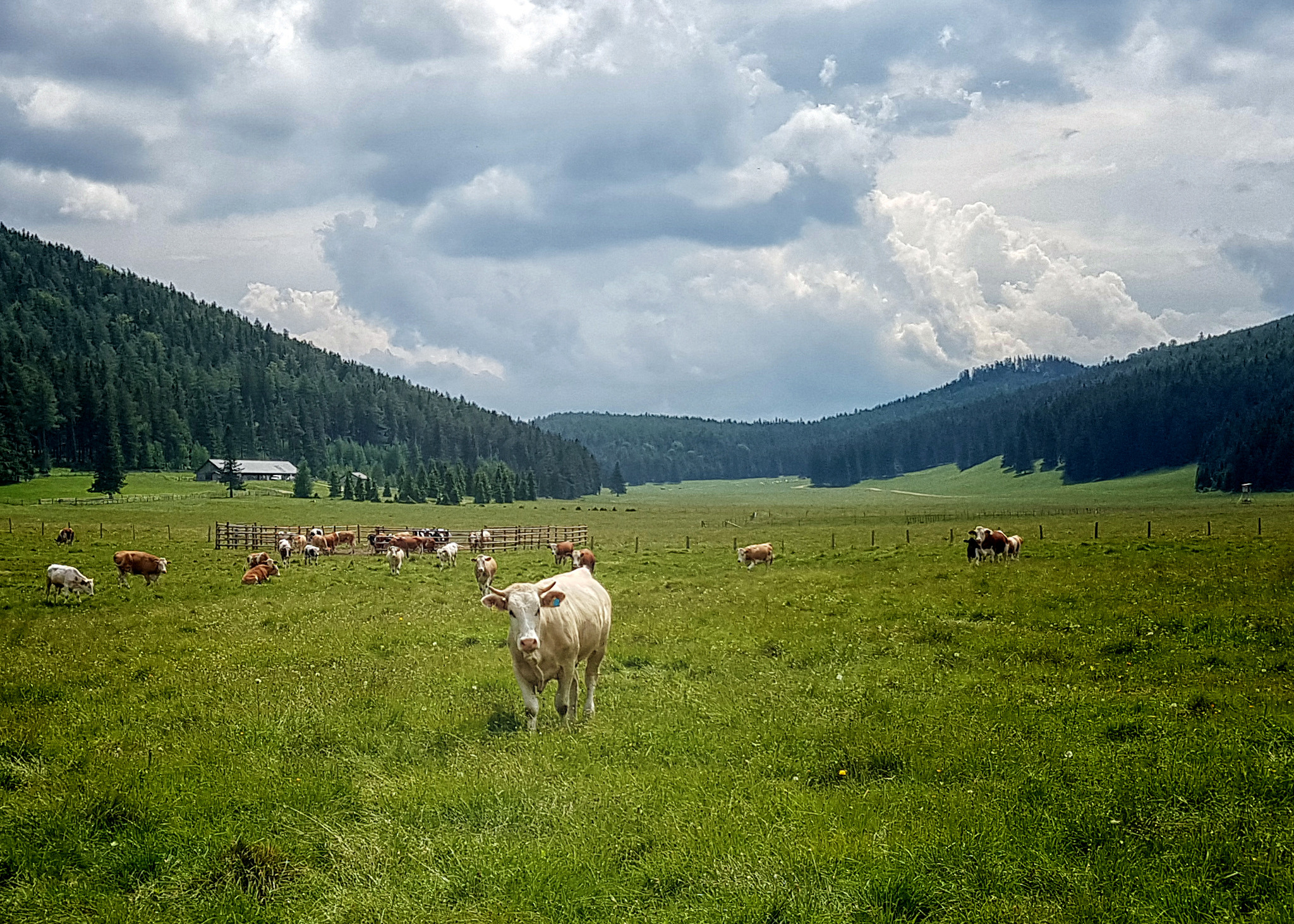 "Weidetiere auf den Almen": Naturfreunde geben Tipps - Innsbruck