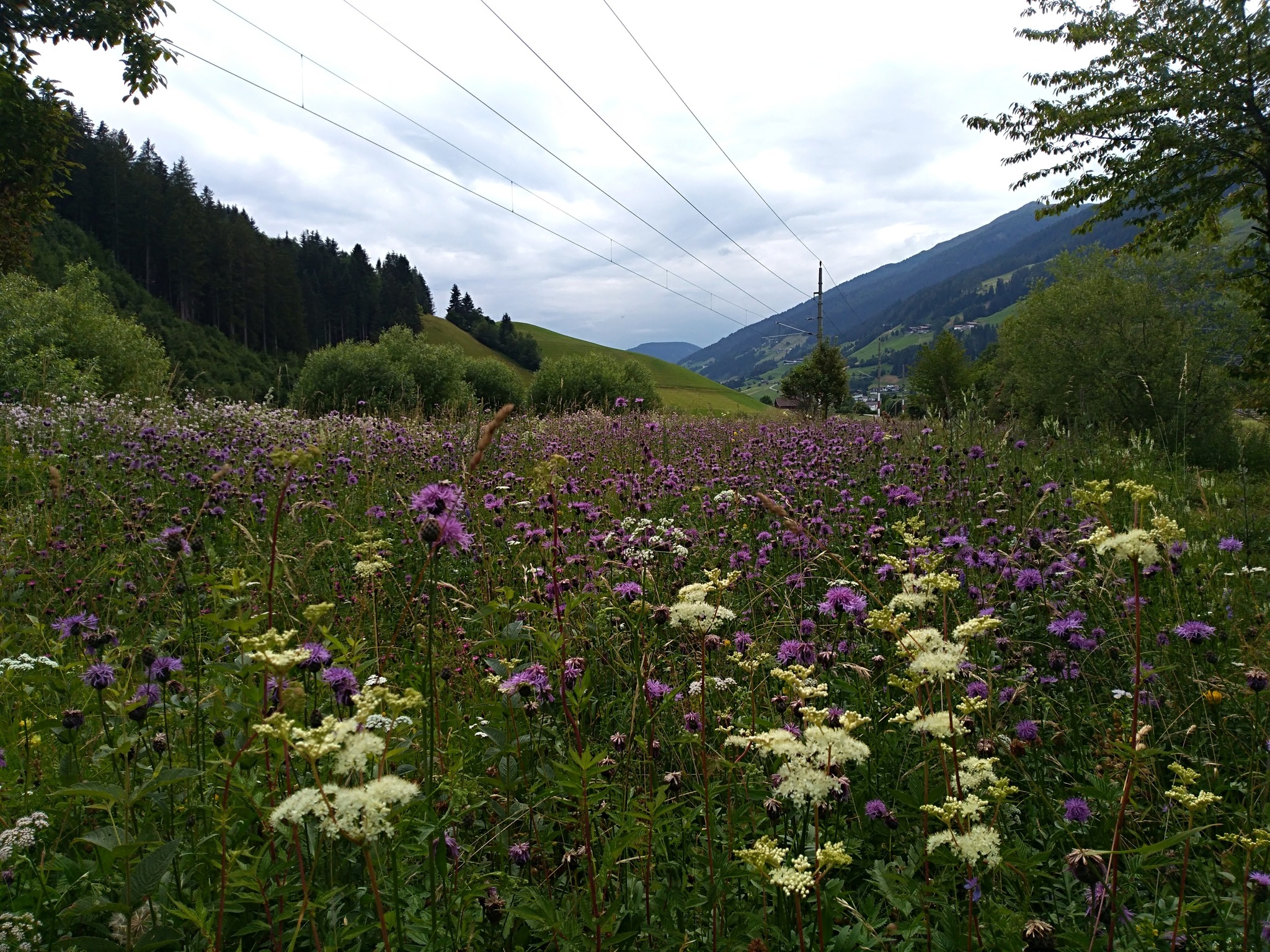 Ein Traum von einer Wiese! - Osttirol