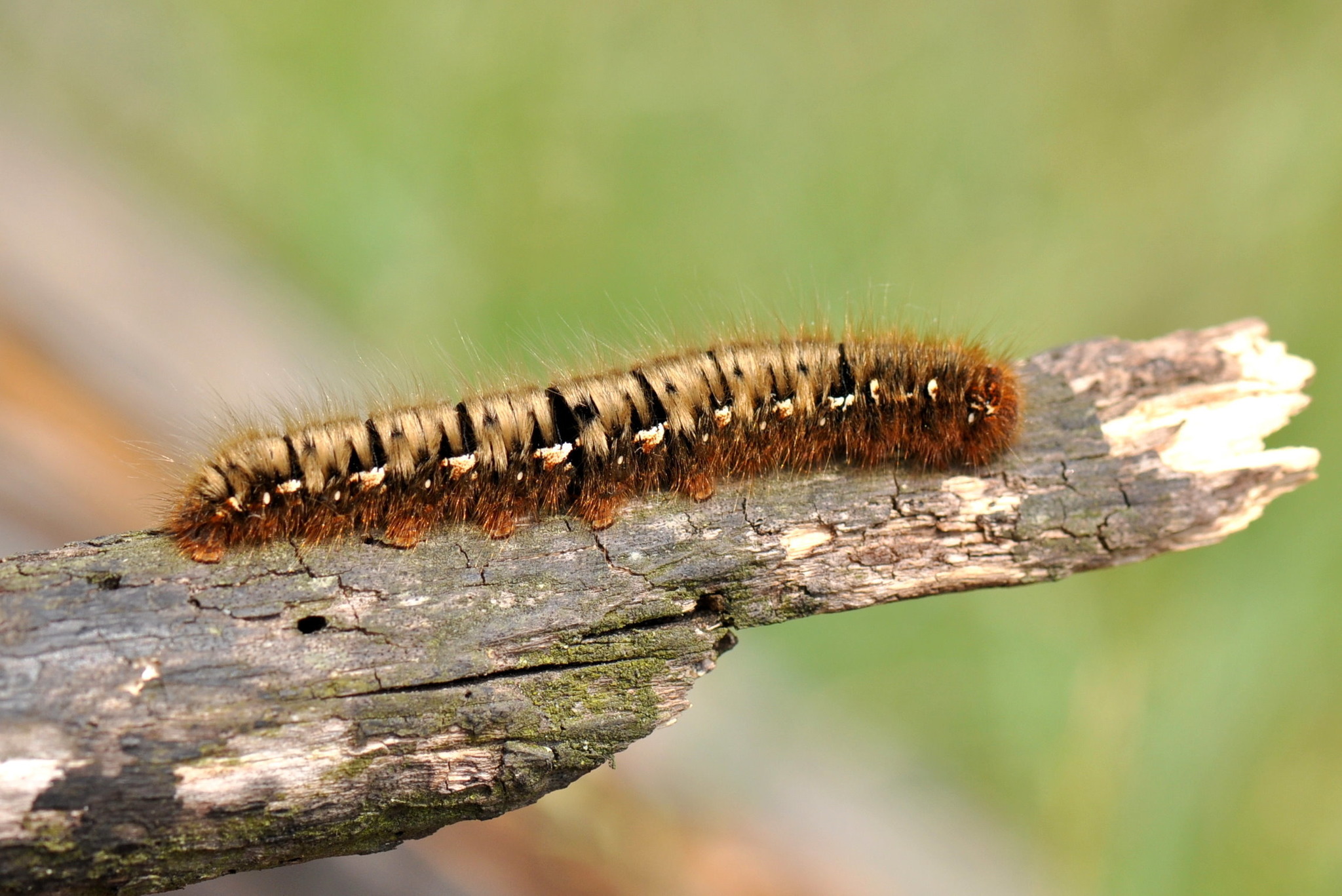 Eichenspinner - Raupe /Lasiocampa quercus/ Glucken - Donaustadt