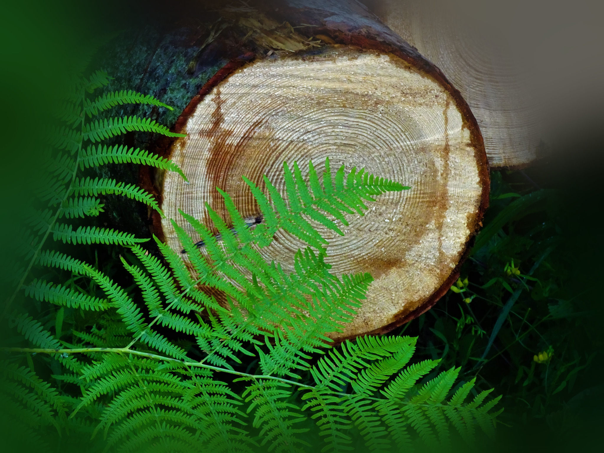 Nachwachsender Rohstoff ! - Weiz