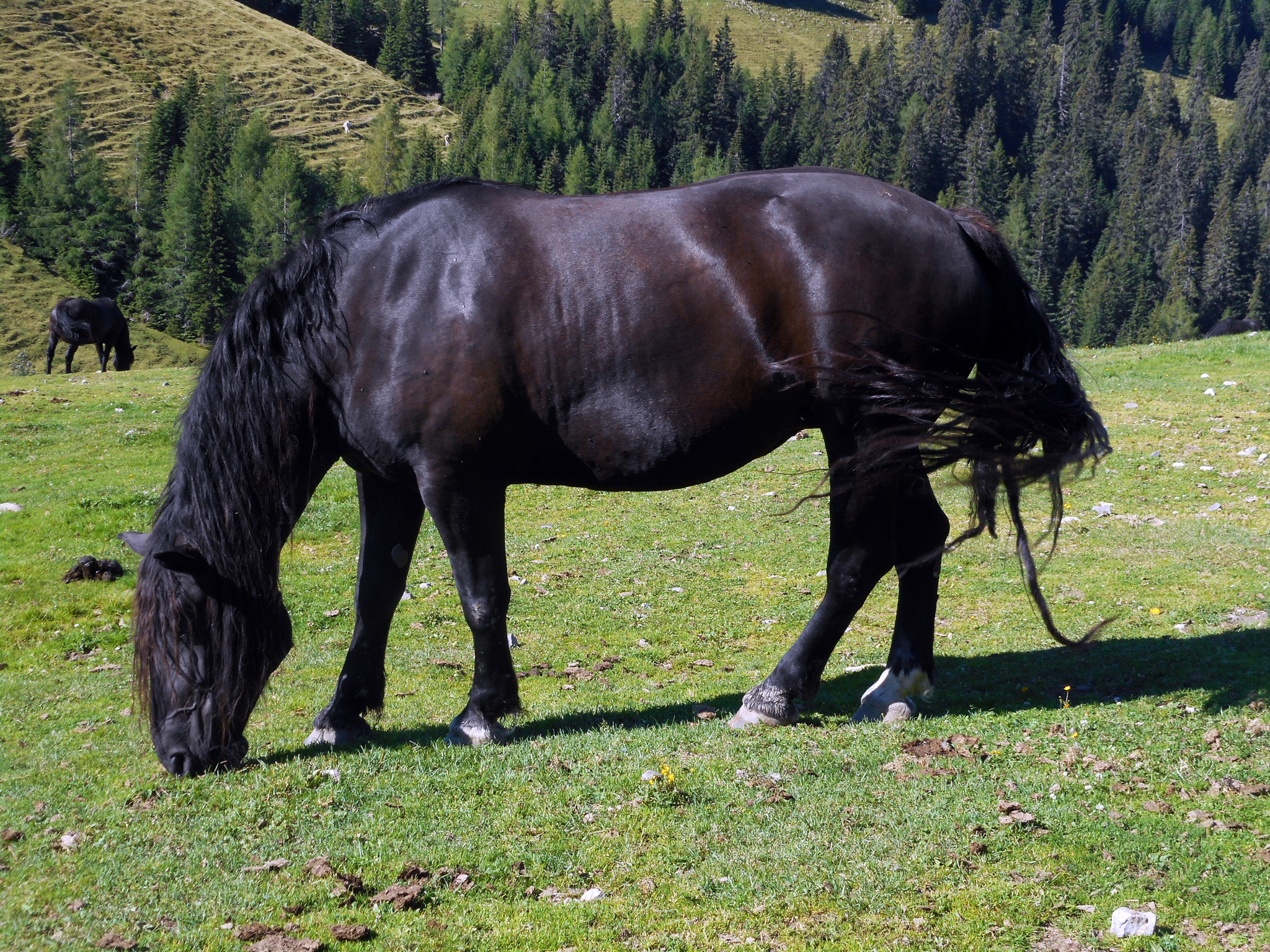 Norika auf der Feistritzer Alm - Villach Land