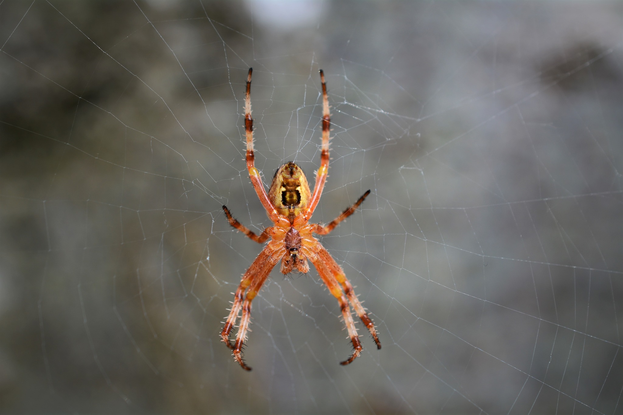 Close-up Bild einer Roten Spinne die ein Spinnennetz spinnt - Kufstein