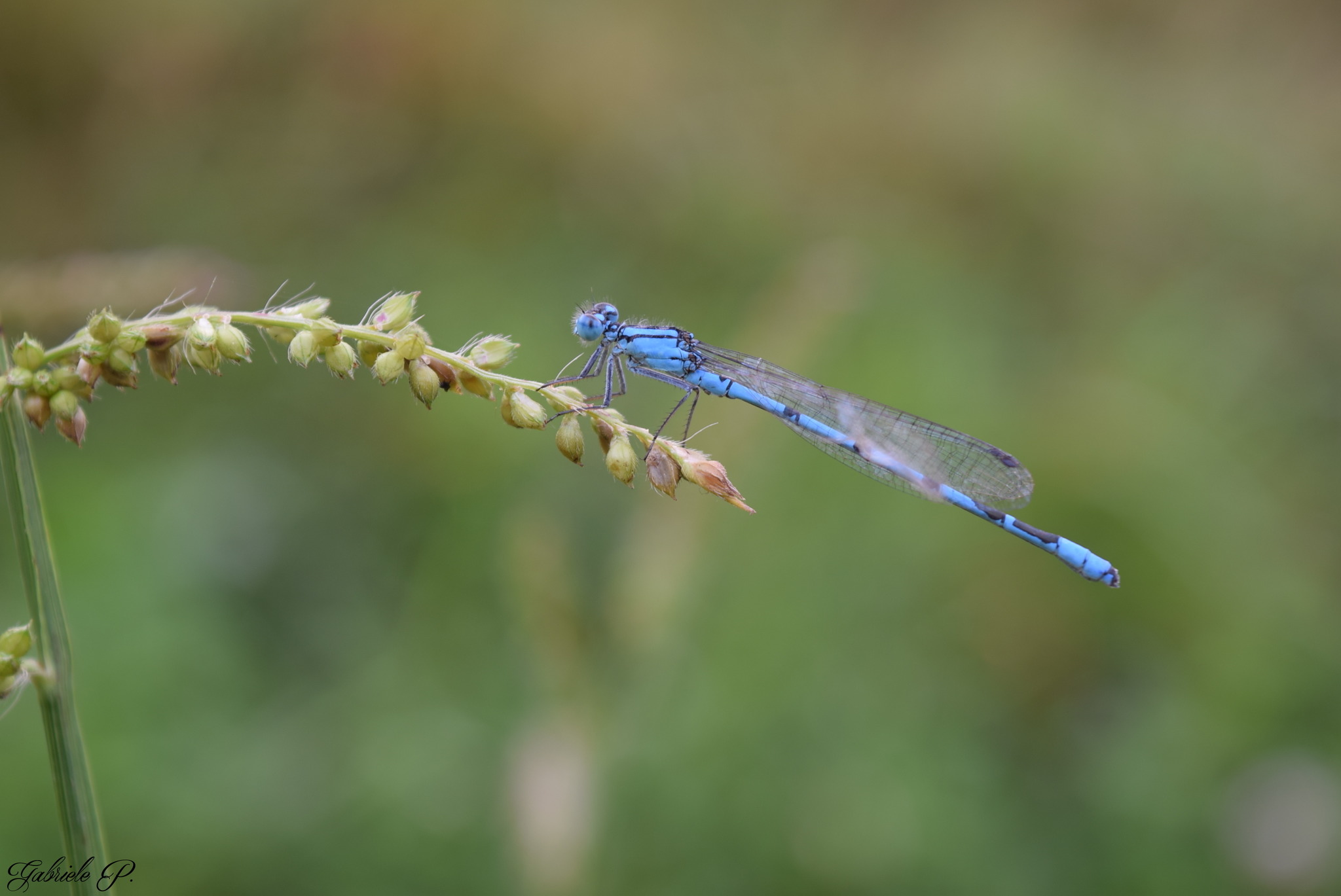 Blaue Libelle - Schärding