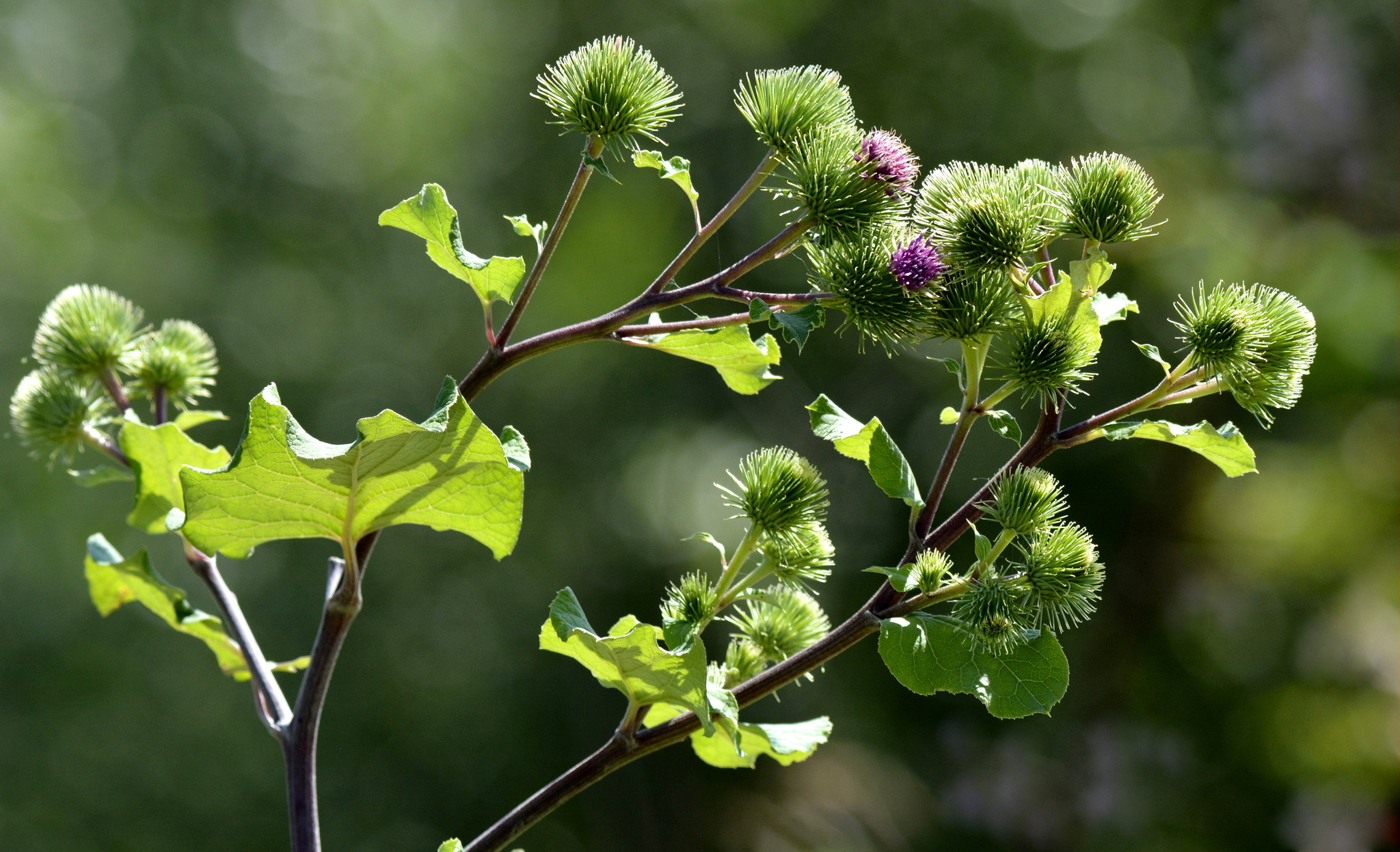Die große Klette - Graz-Umgebung