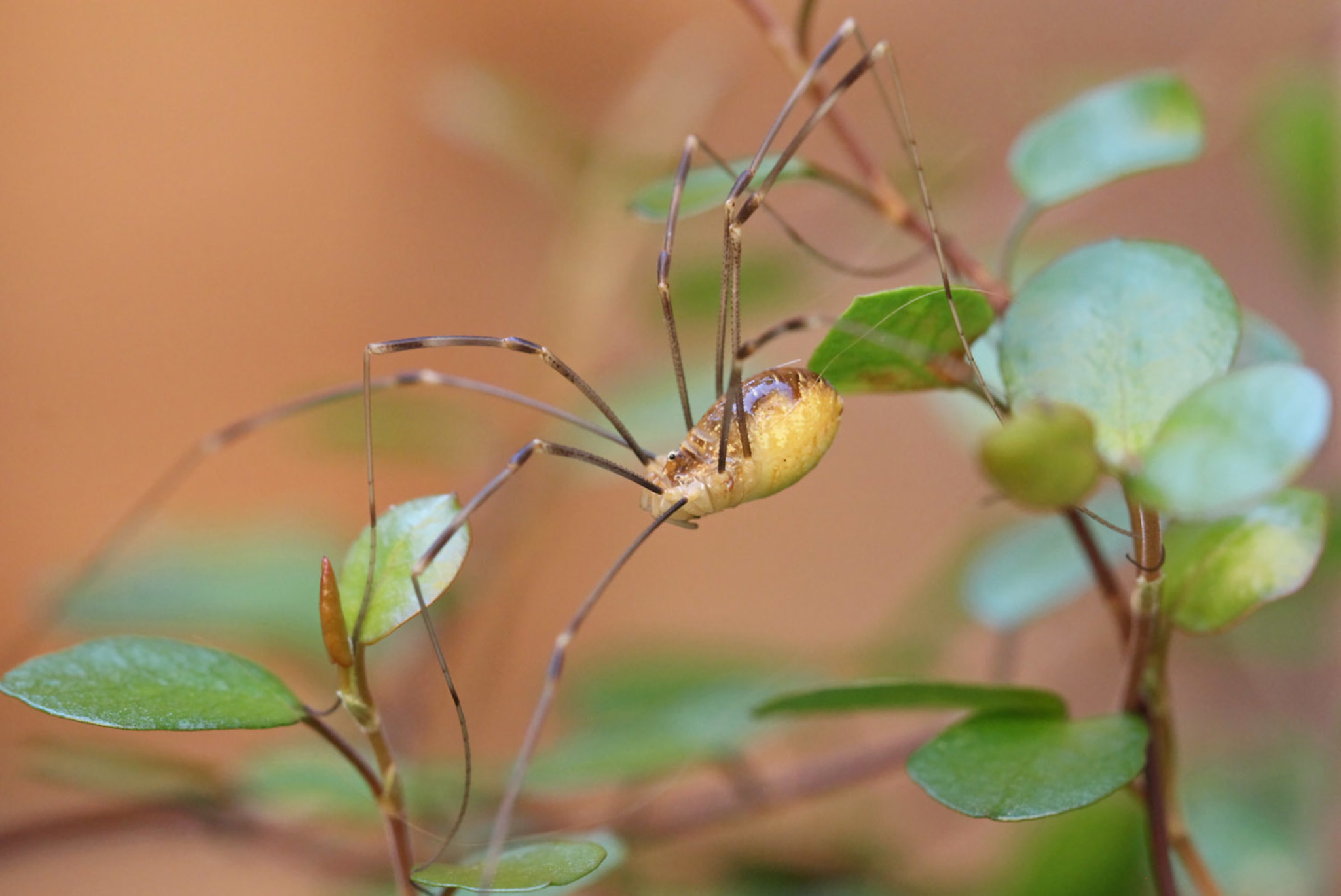 Die Weberknechte 'Opiliones' ... - Schwaz