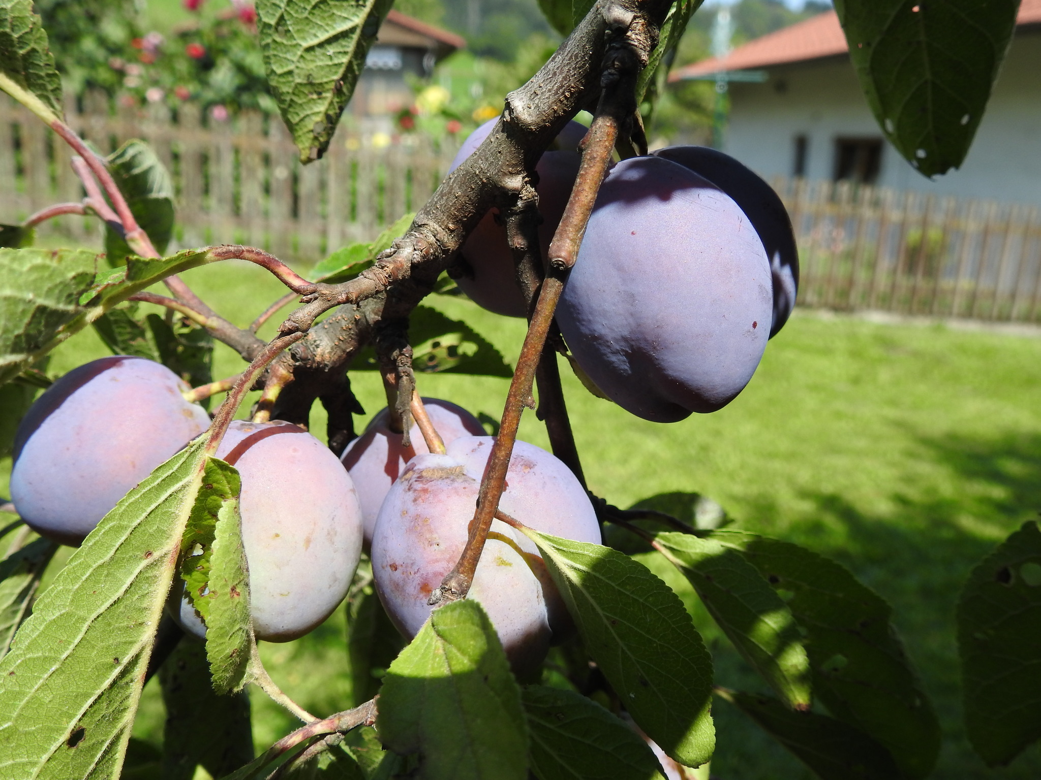 Die Zwetschke wird auch bald reif bei uns!! - Mürztal