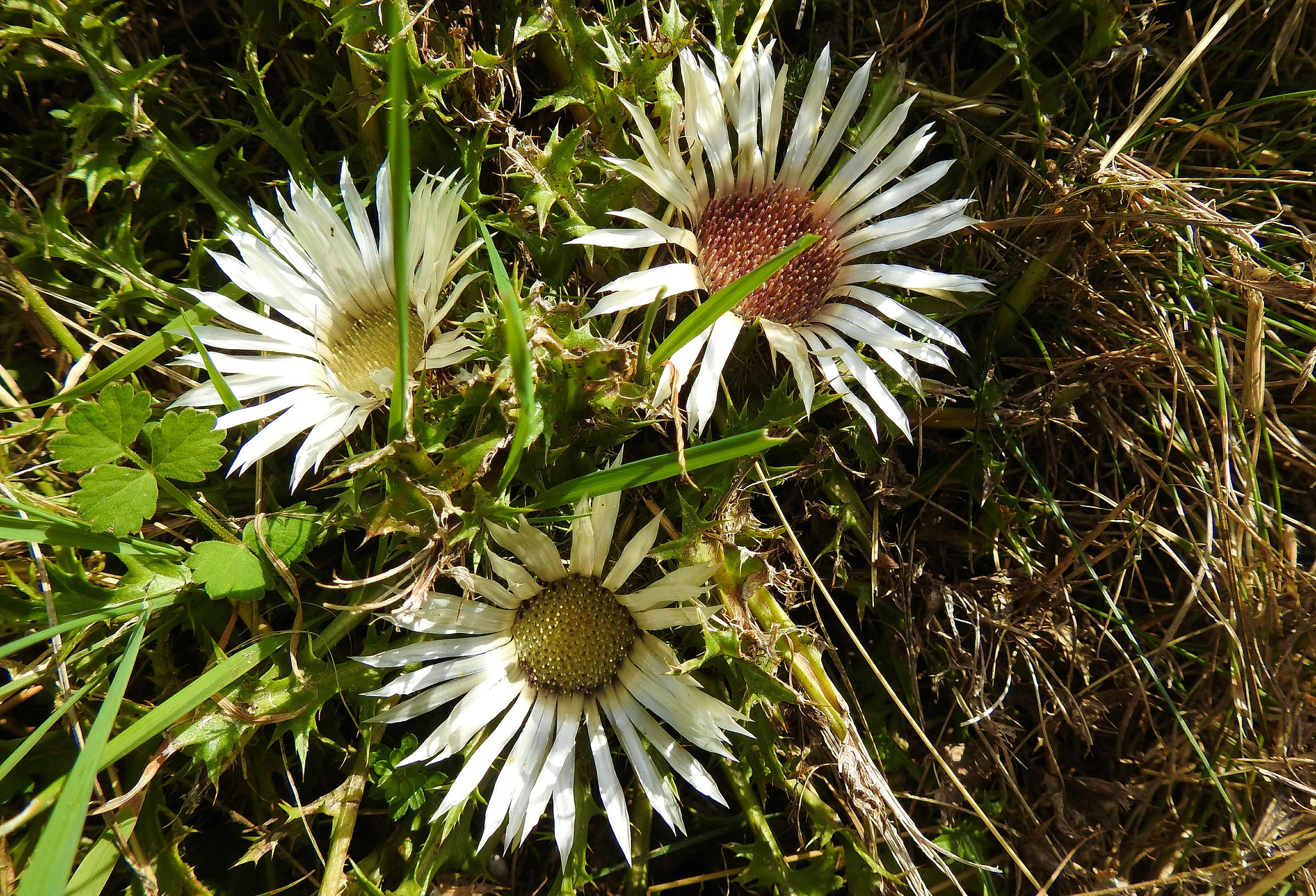 Die Silberdistel, ein verlässlicher Wetterprophet - Lungau