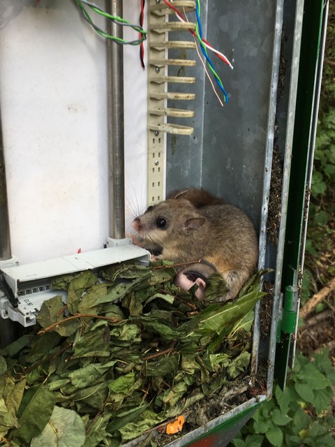 Siebenschläfer ---Bilch - Feldkirchen