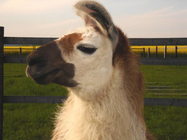 Wann spucken Lamas? - Ried