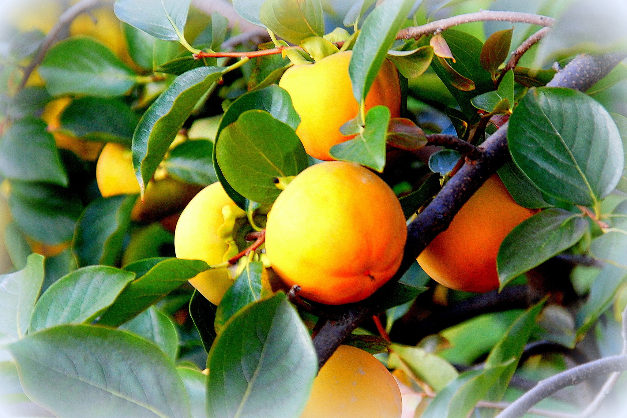Kakifrucht, die exotische Vitaminbombe - Leopoldstadt