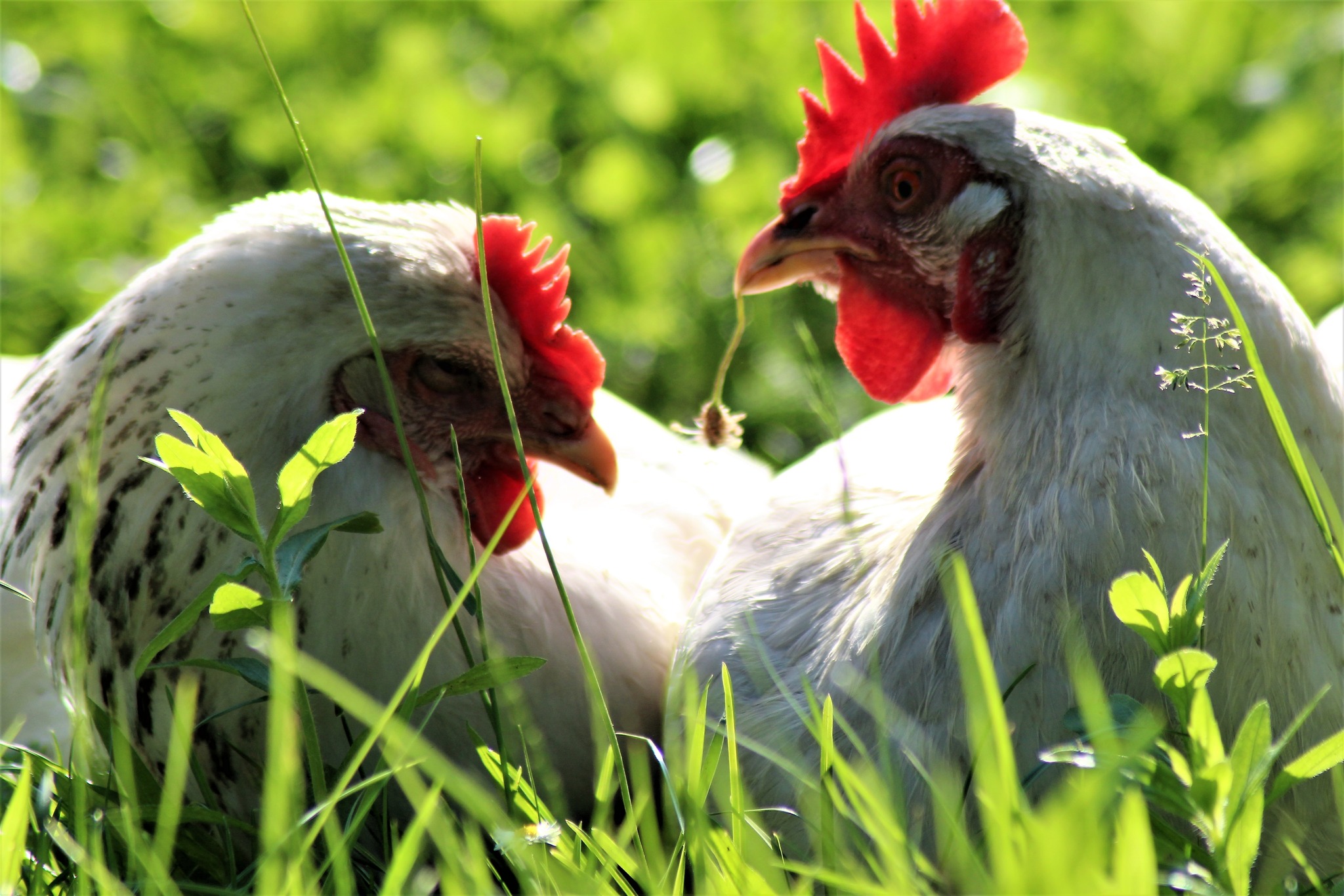 Glückliche Hühner - Neunkirchen