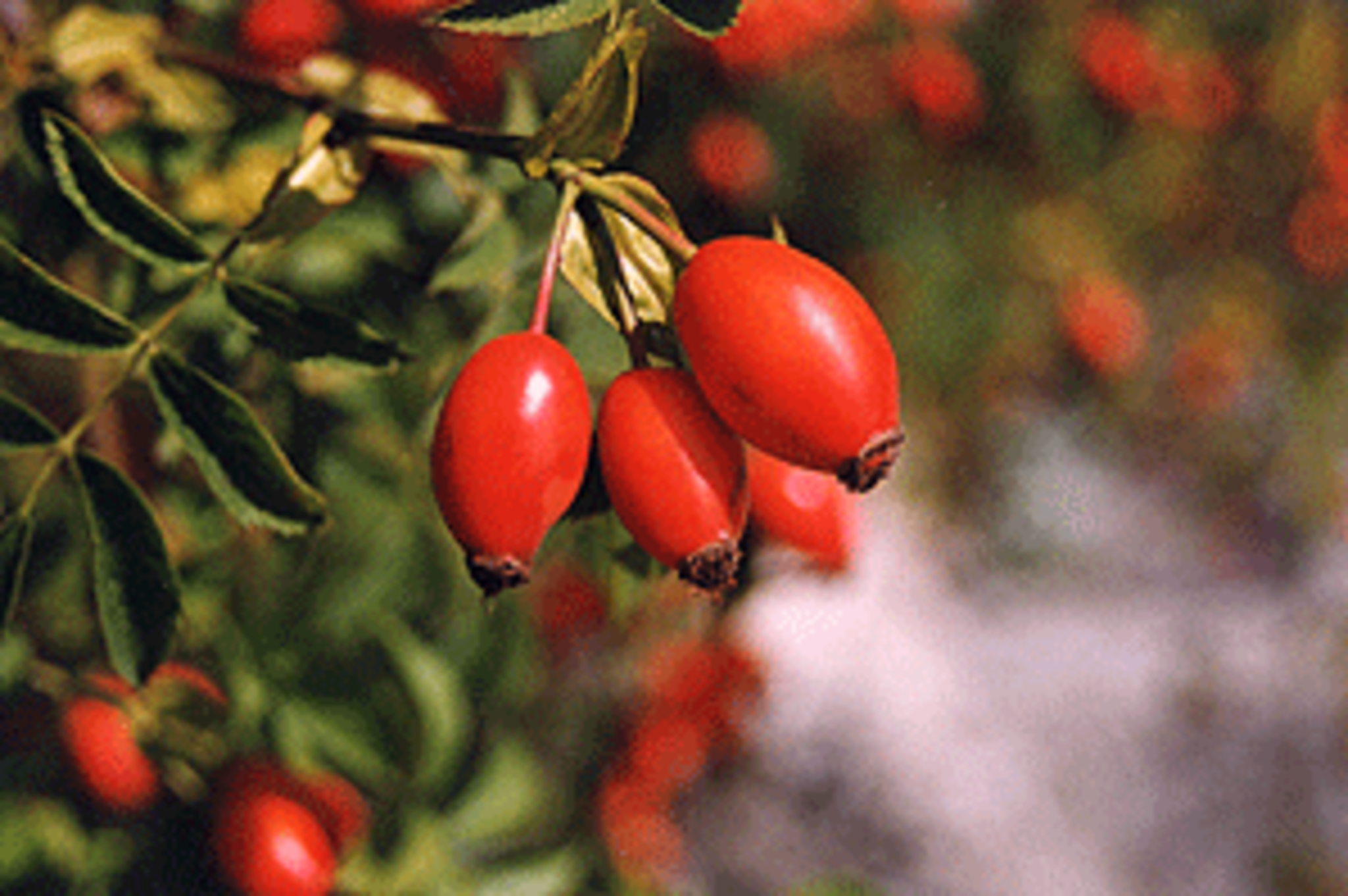 Der Strauch des Monats September ist die Heckenrose - Leibnitz