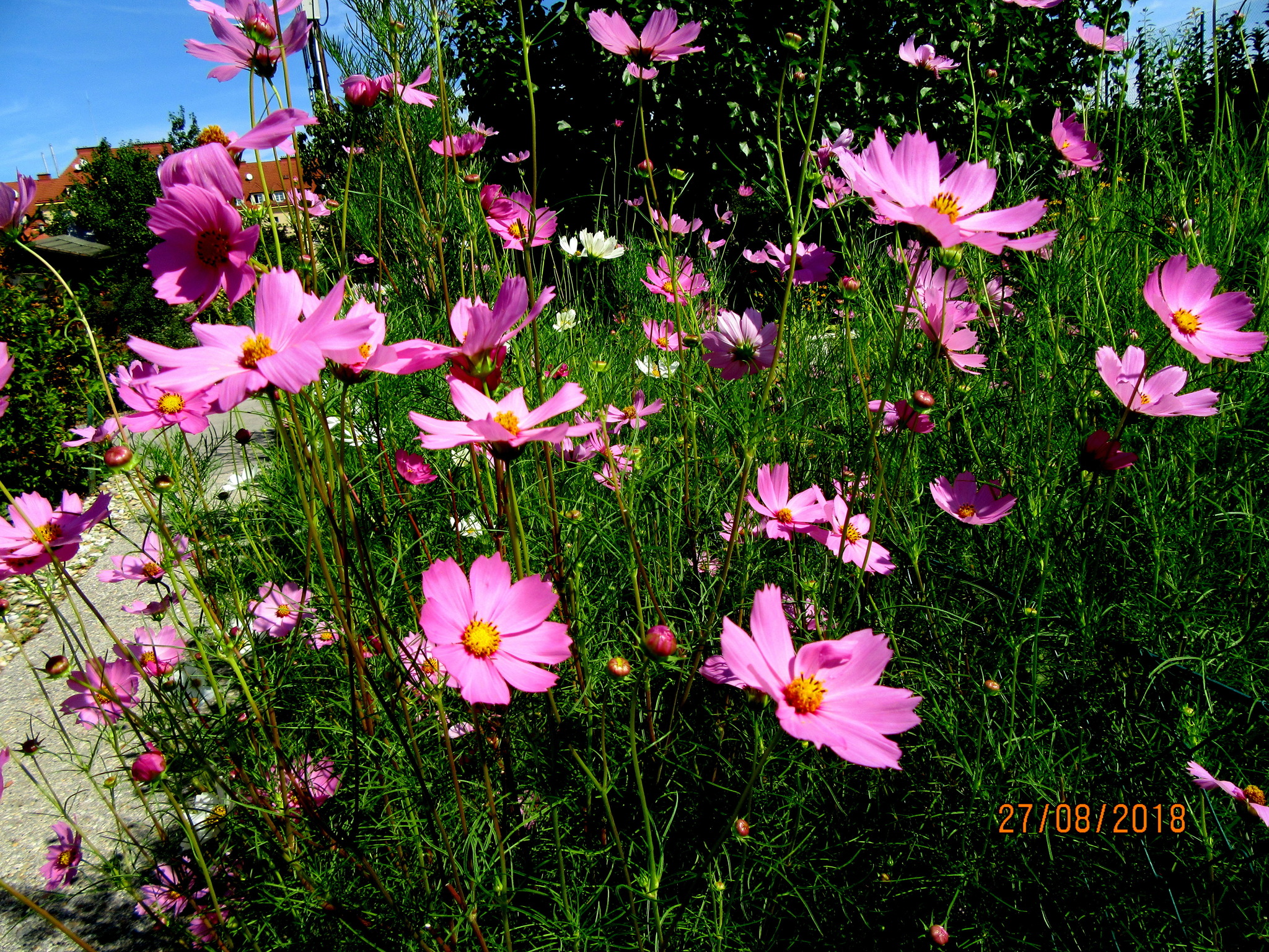Schmuckkörbchen - Cosmea bei den Gartennachbarn - Favoriten