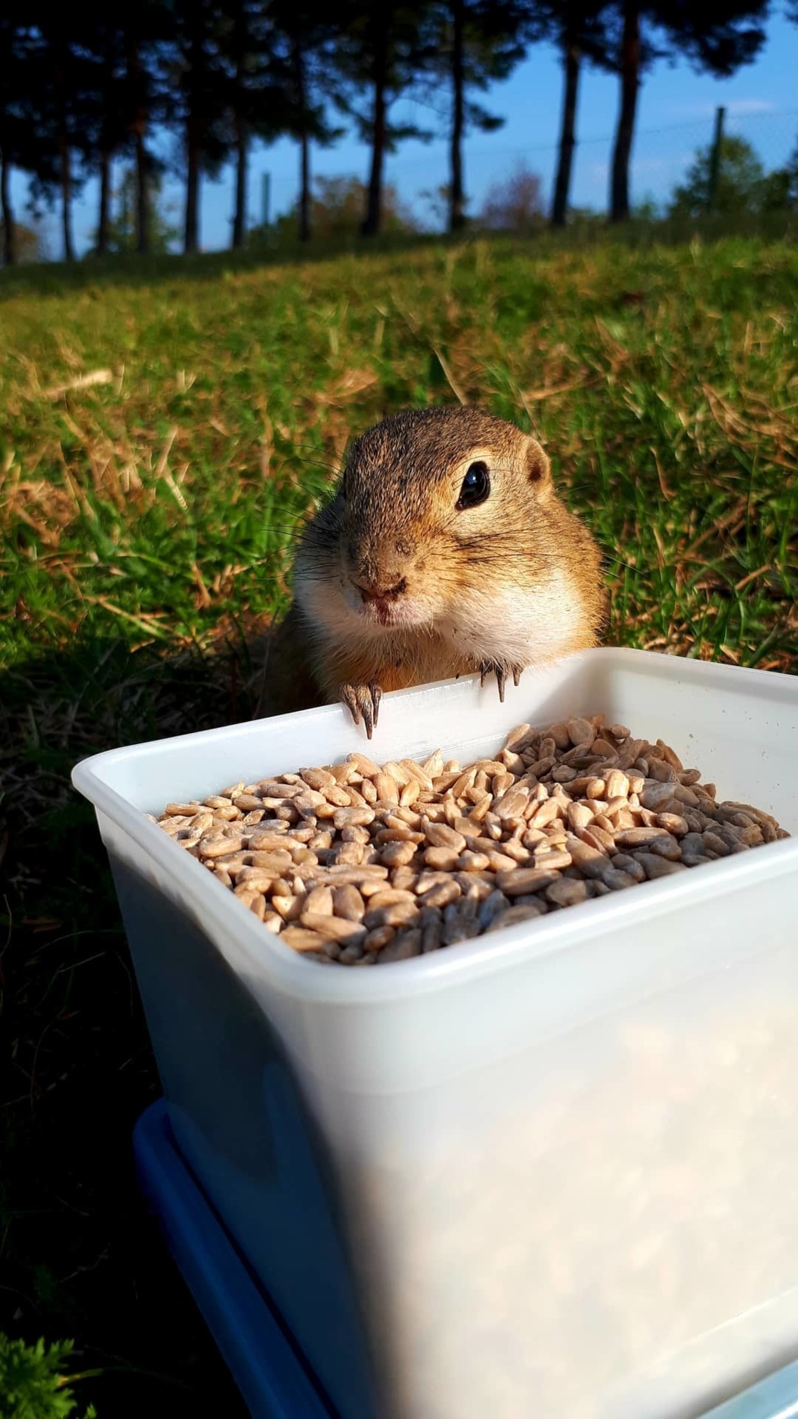 "Hamsterbacken" - Tulln
