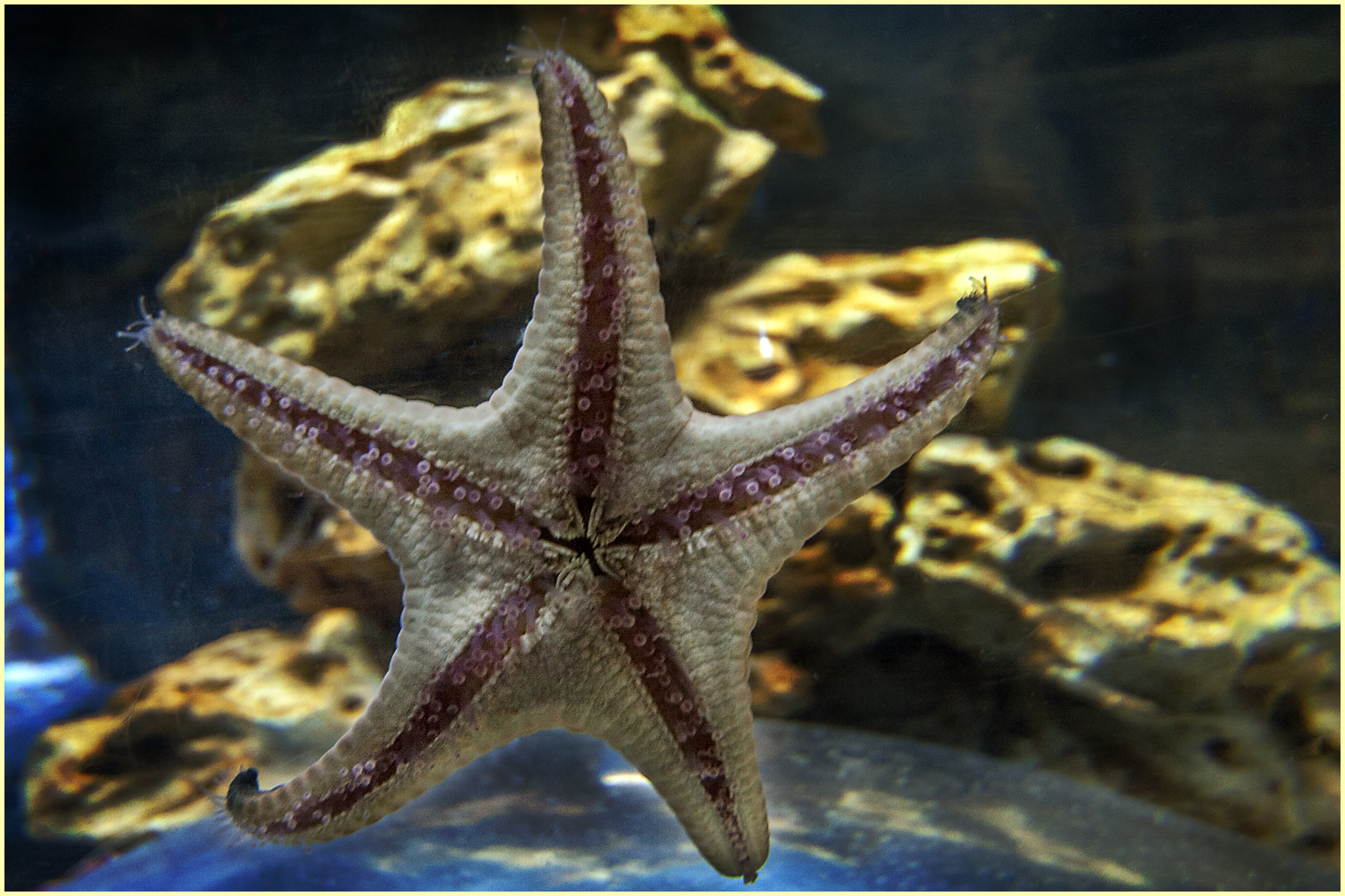 Seestern # 5030 in Sea Life - Konstanz - Landeck