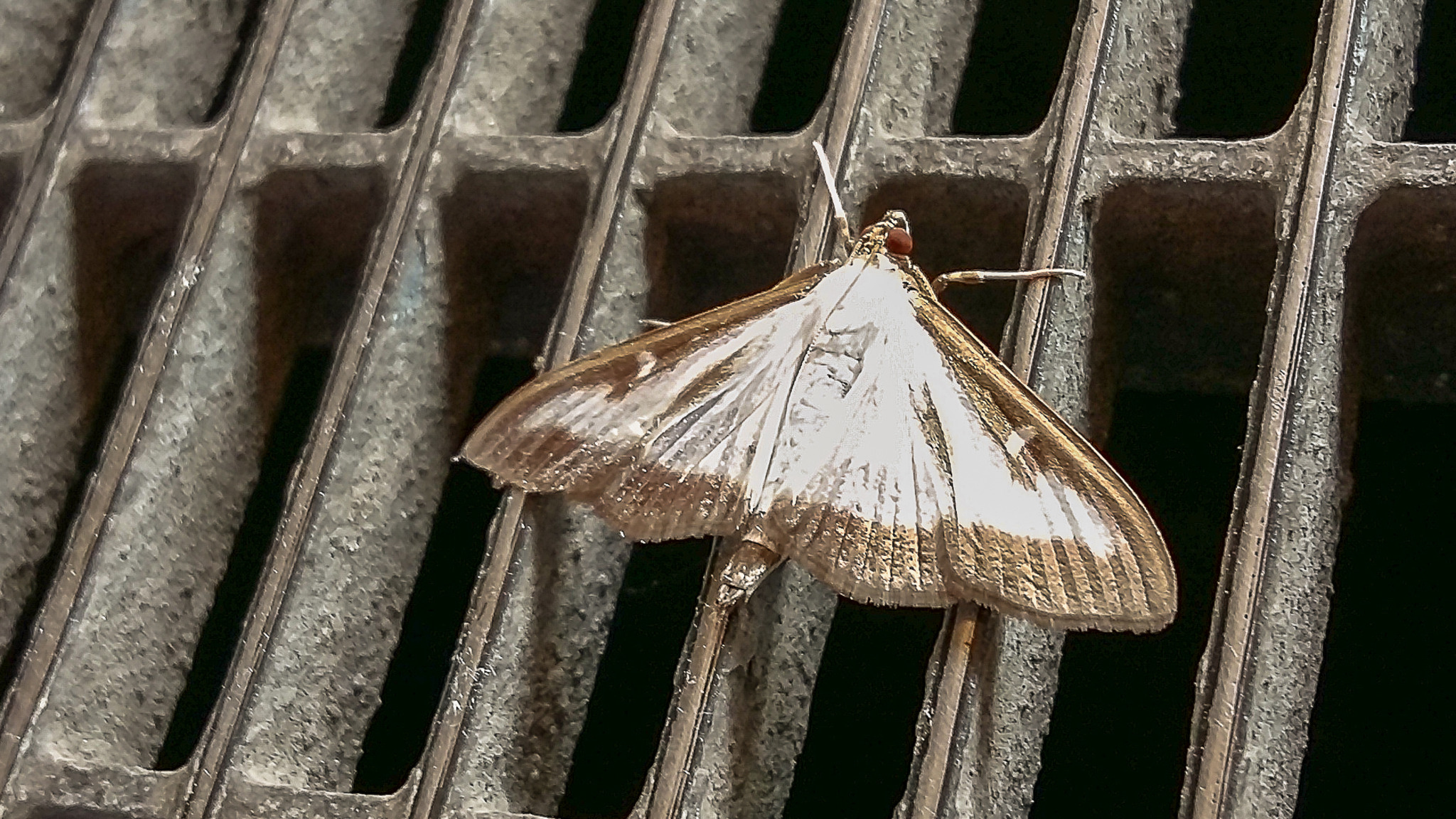 Buchsbaumzünsler (Cydalima perspectalis) - Landeck