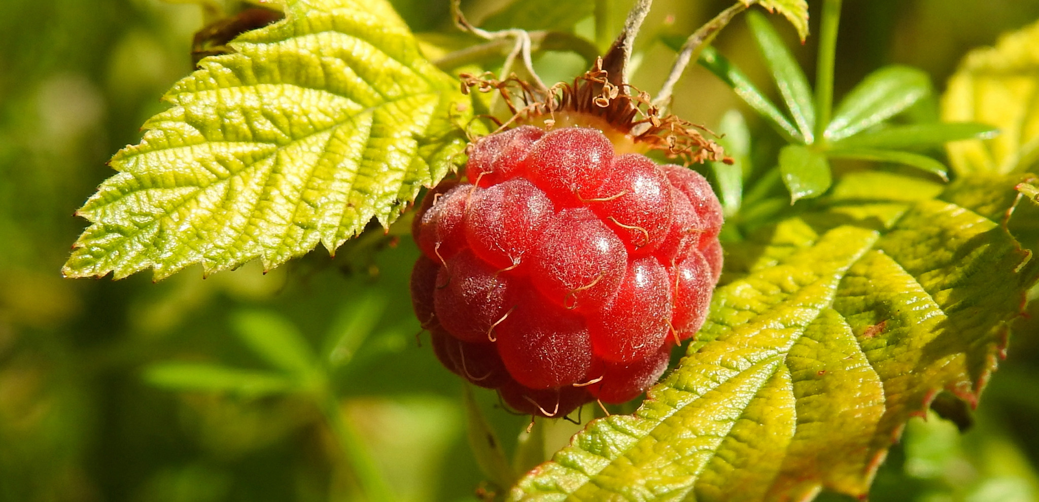 Die Himbeere - Lungau