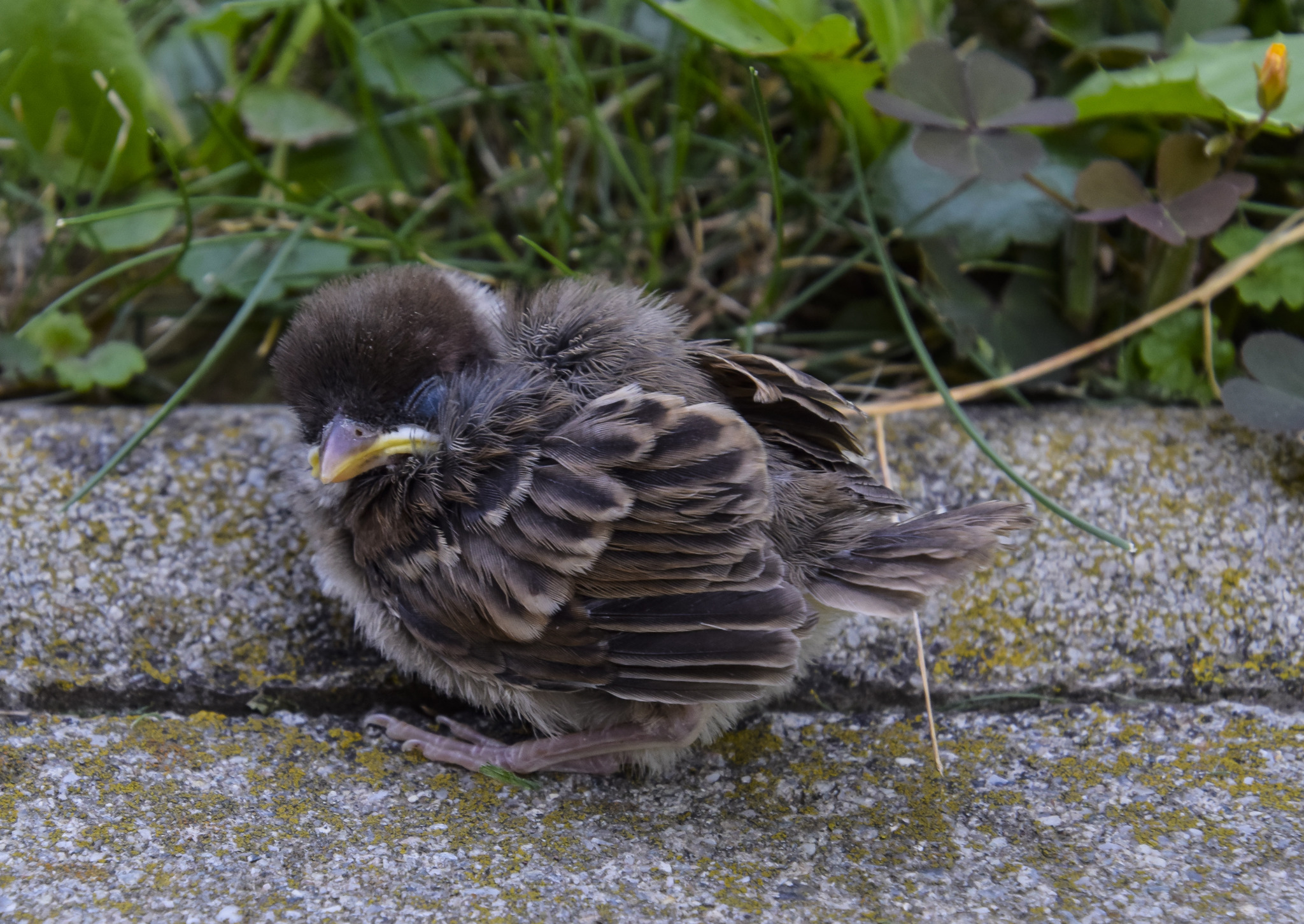Kleiner Spatz. - Leibnitz