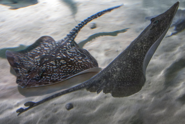 Rochen # 5054 in Sea Life - Konstanz - Landeck