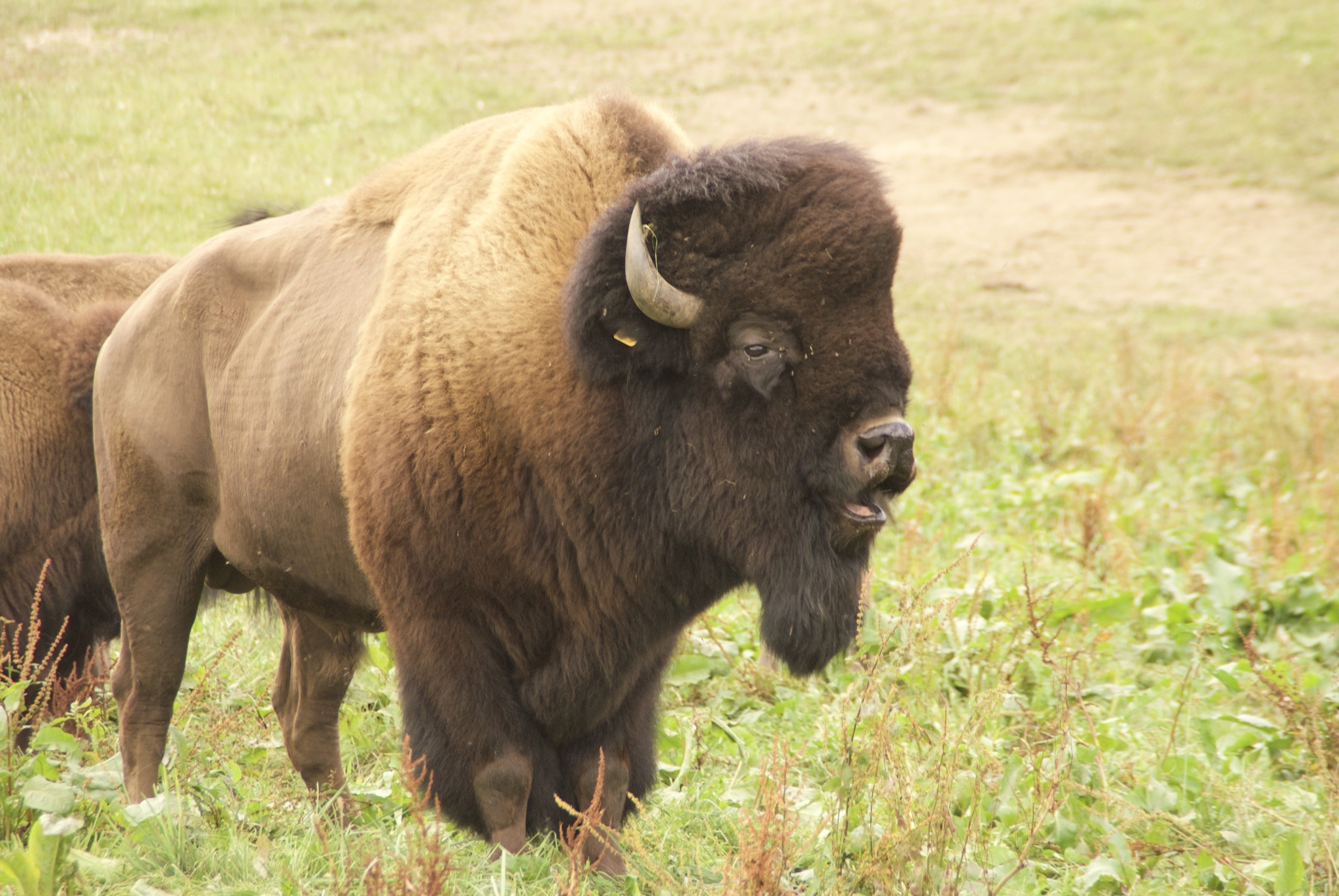 Heuriger auf der Bison Ranch mit Alphatier - Zwettl