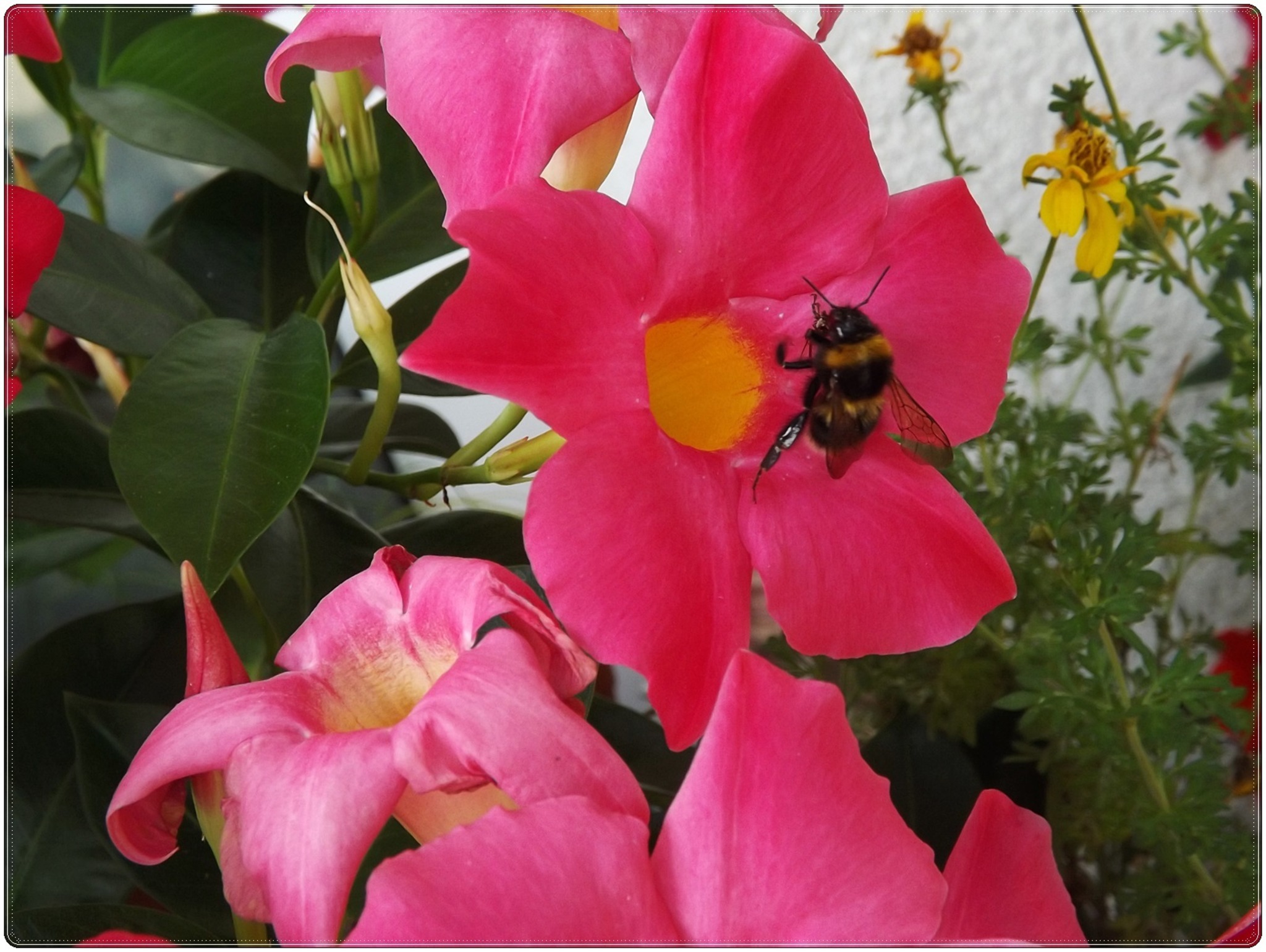 Tierische Schnappschüße - St. Veit