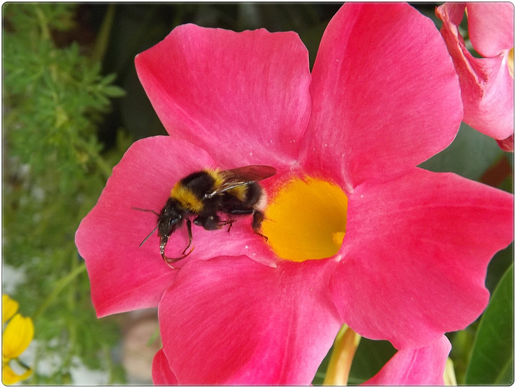 Tierischer Schnappschuss - St. Veit